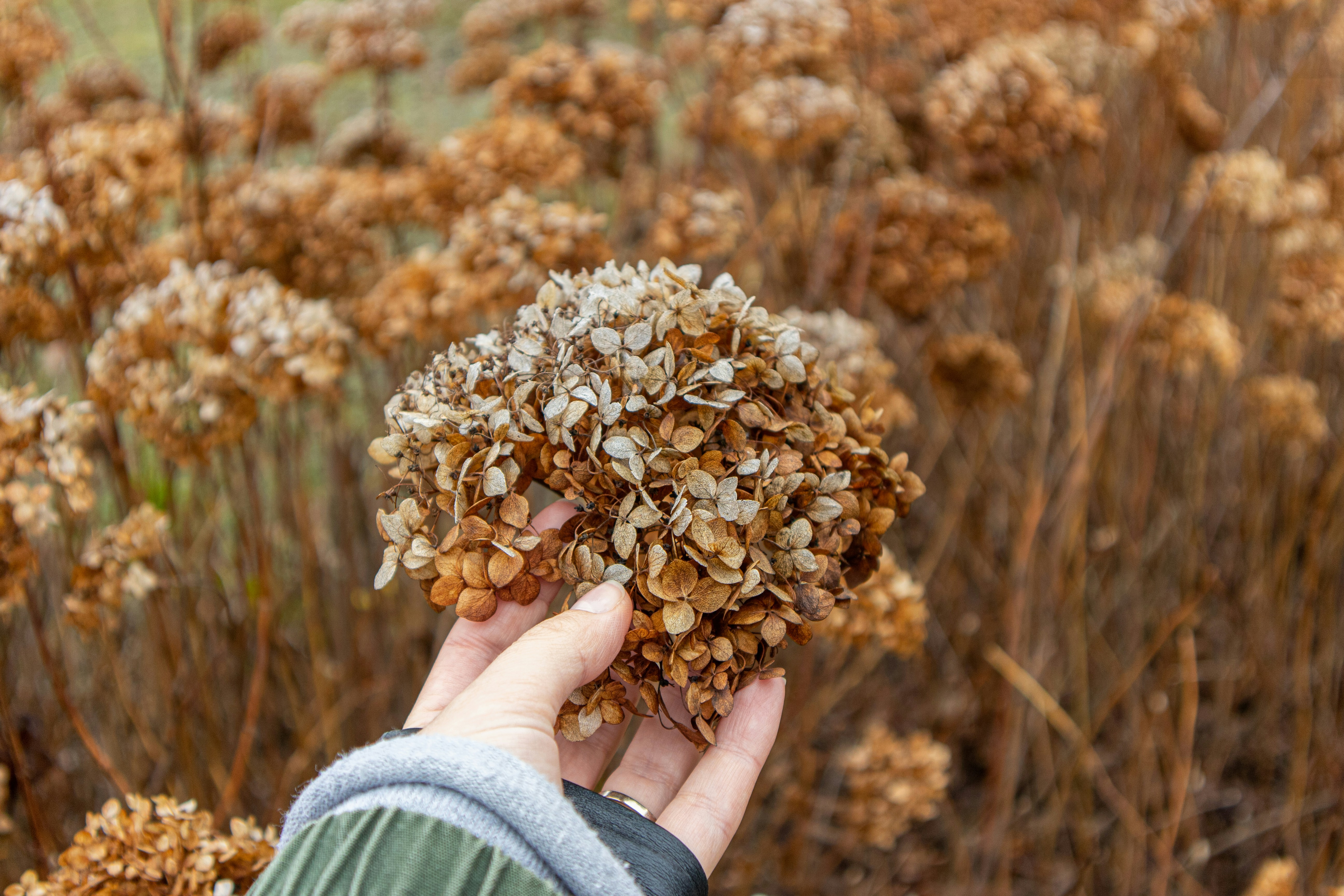 Tender Hydrangea Seed Head Grasped Against Autumna Breath of Brown