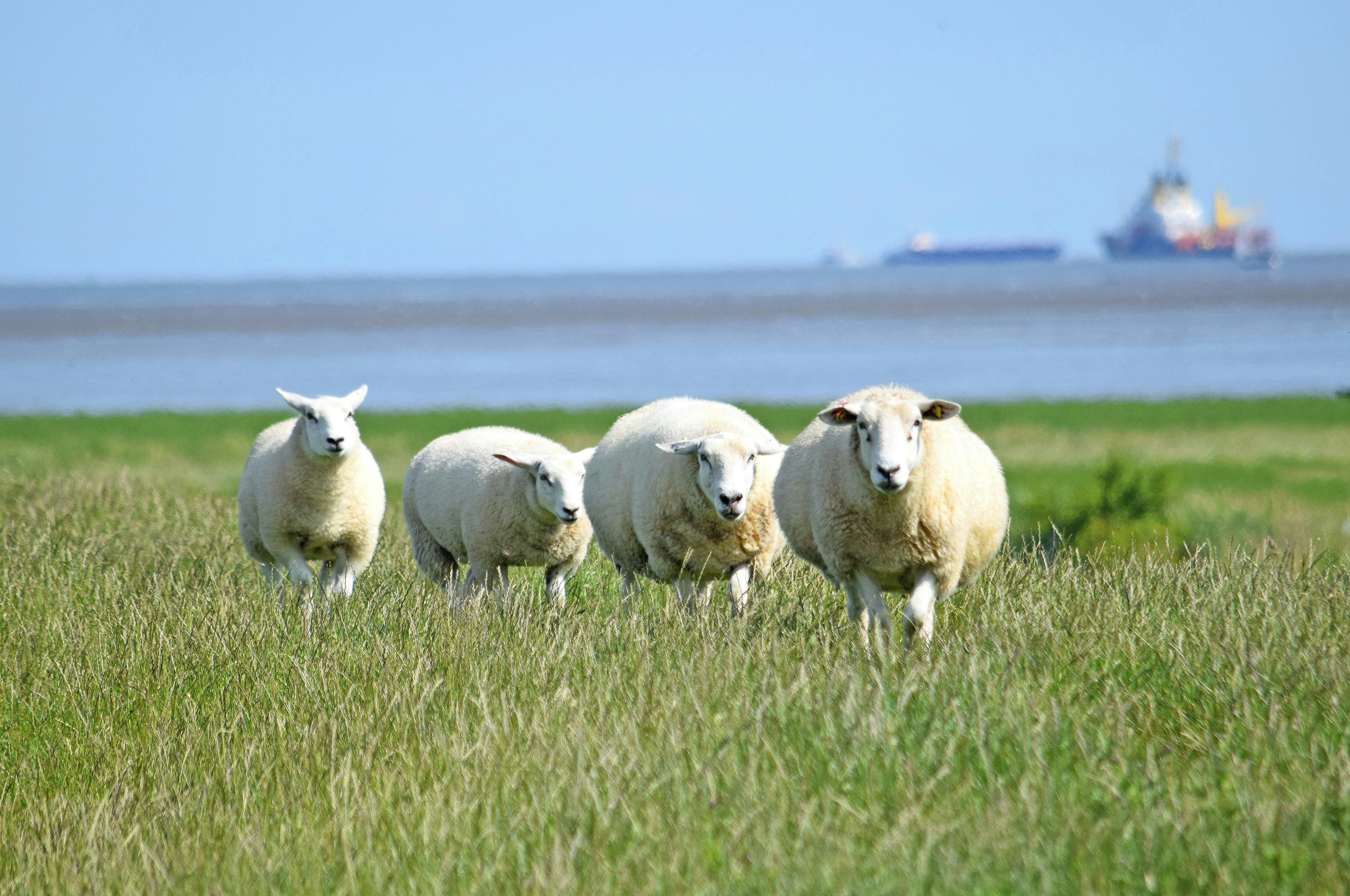 Four sheep grazing in a lush green field with a distant cargo ship on the water. The scene captures the tranquility of rural life.