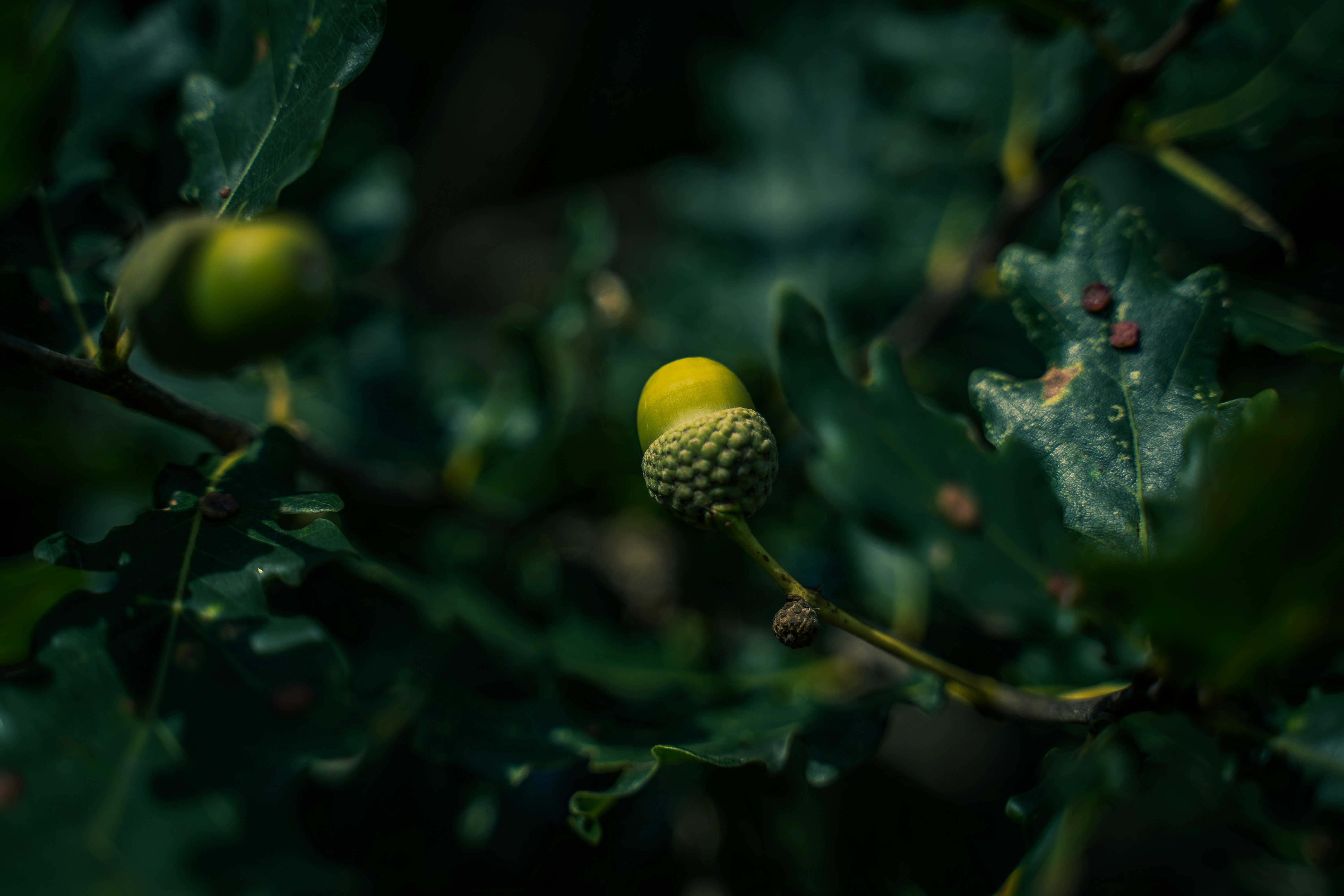 a close up of a tree with green leaves