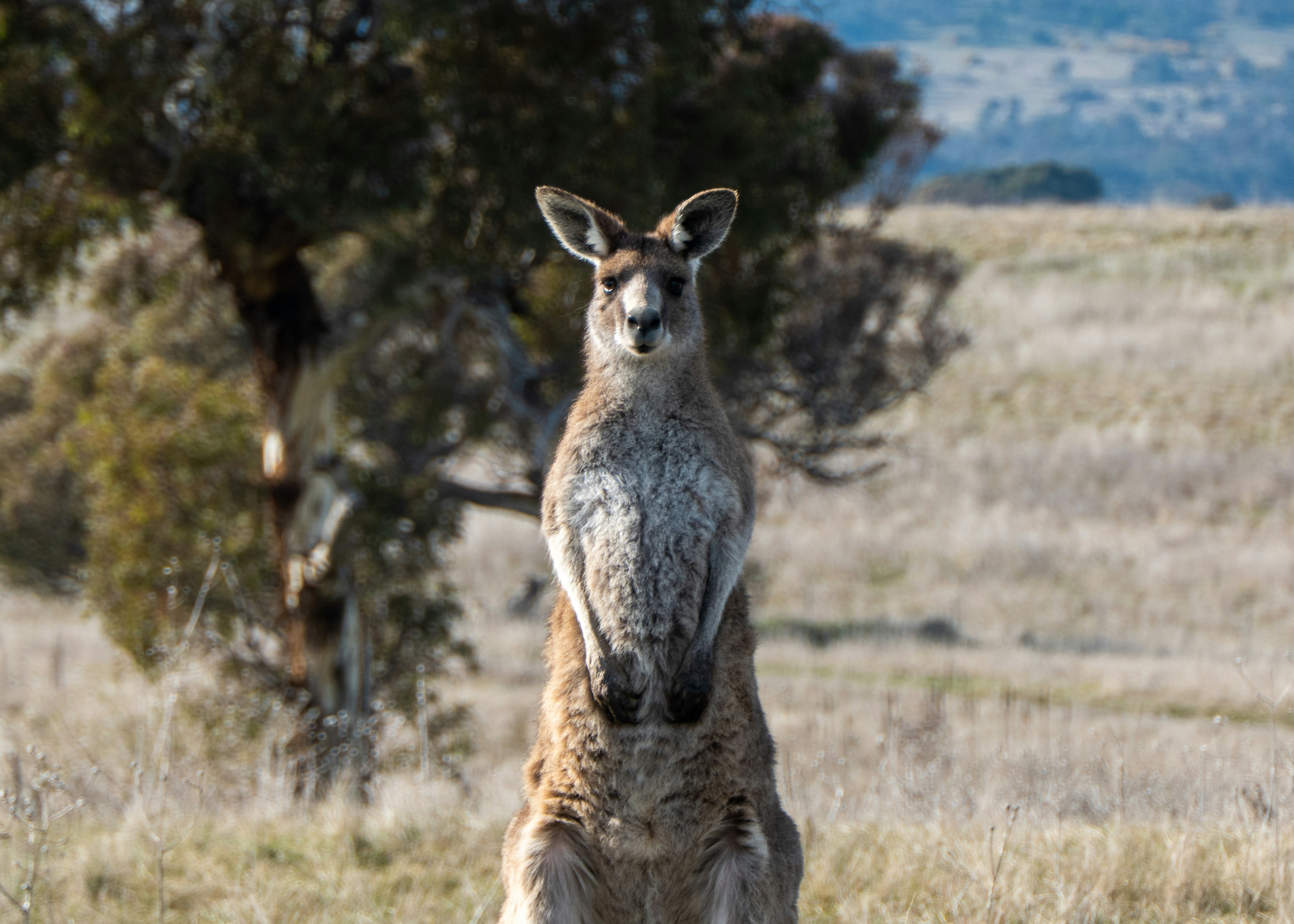Kangaroo standing upright in a grassy field, framed by distant trees and rolling hills.