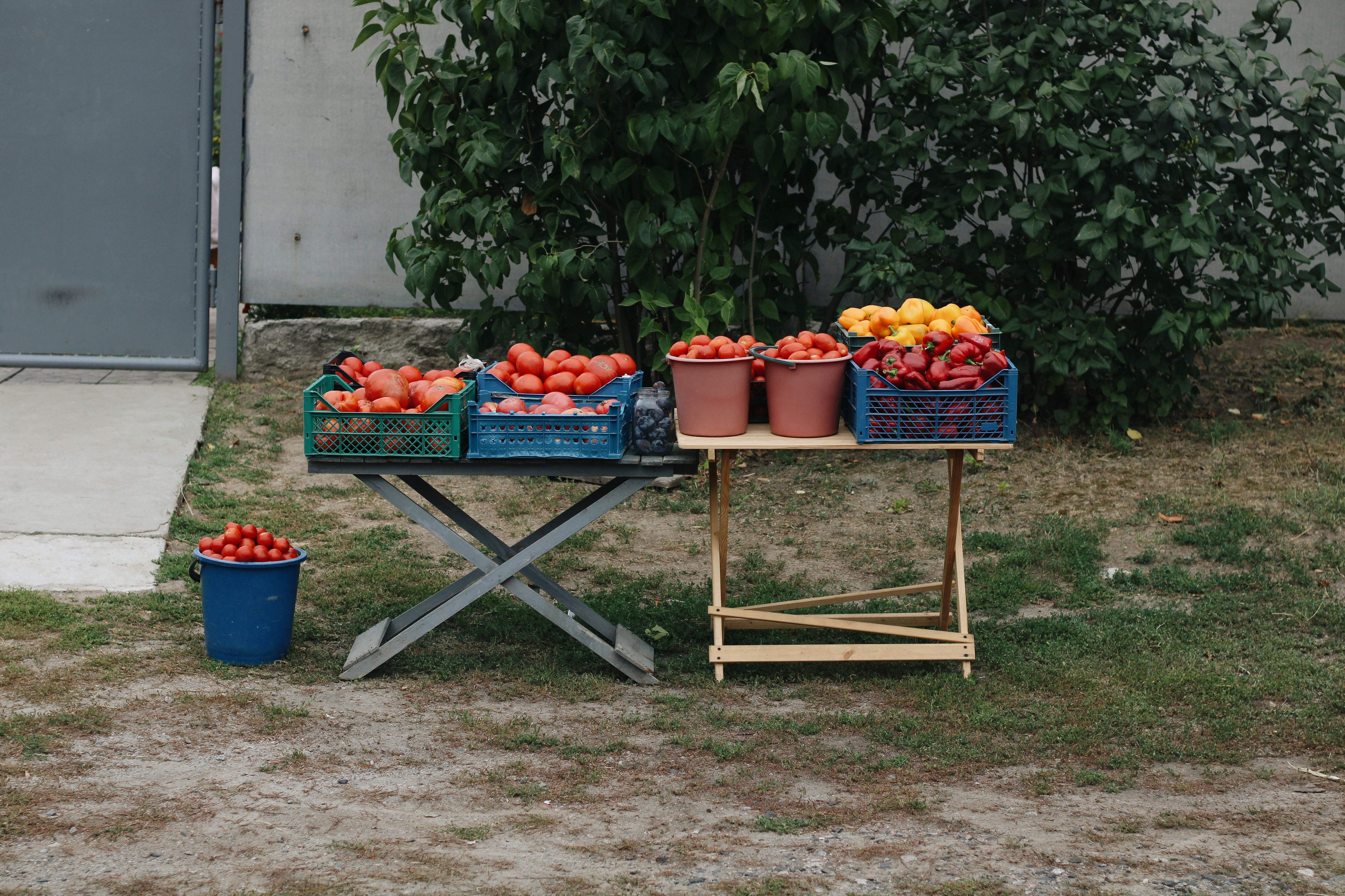 Crates of Ruby Tomatoes Framing a Quiet Market Scene