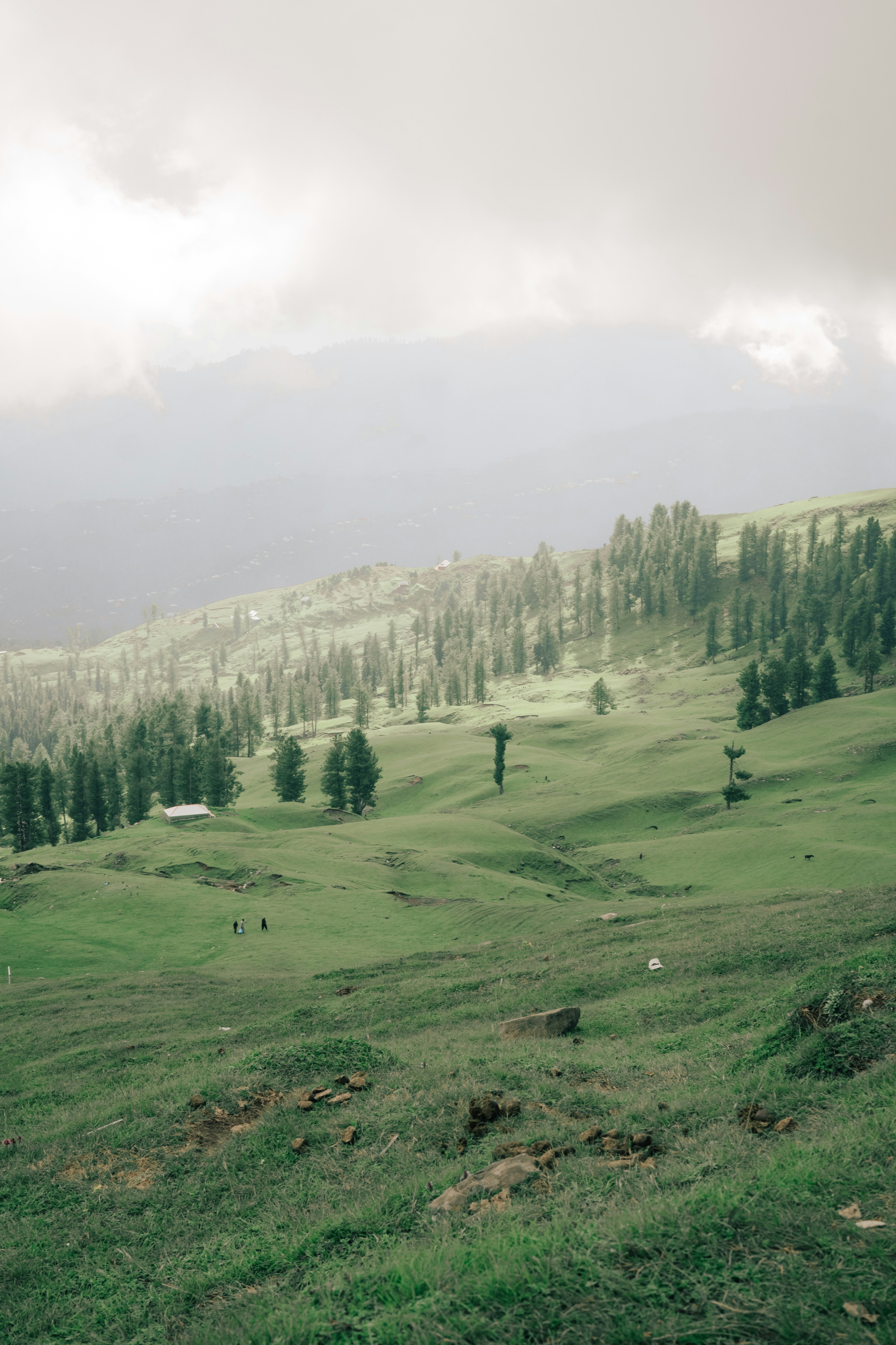 Une colline verdoyante couverte de nombreux arbres photo – Photo Arbre ...