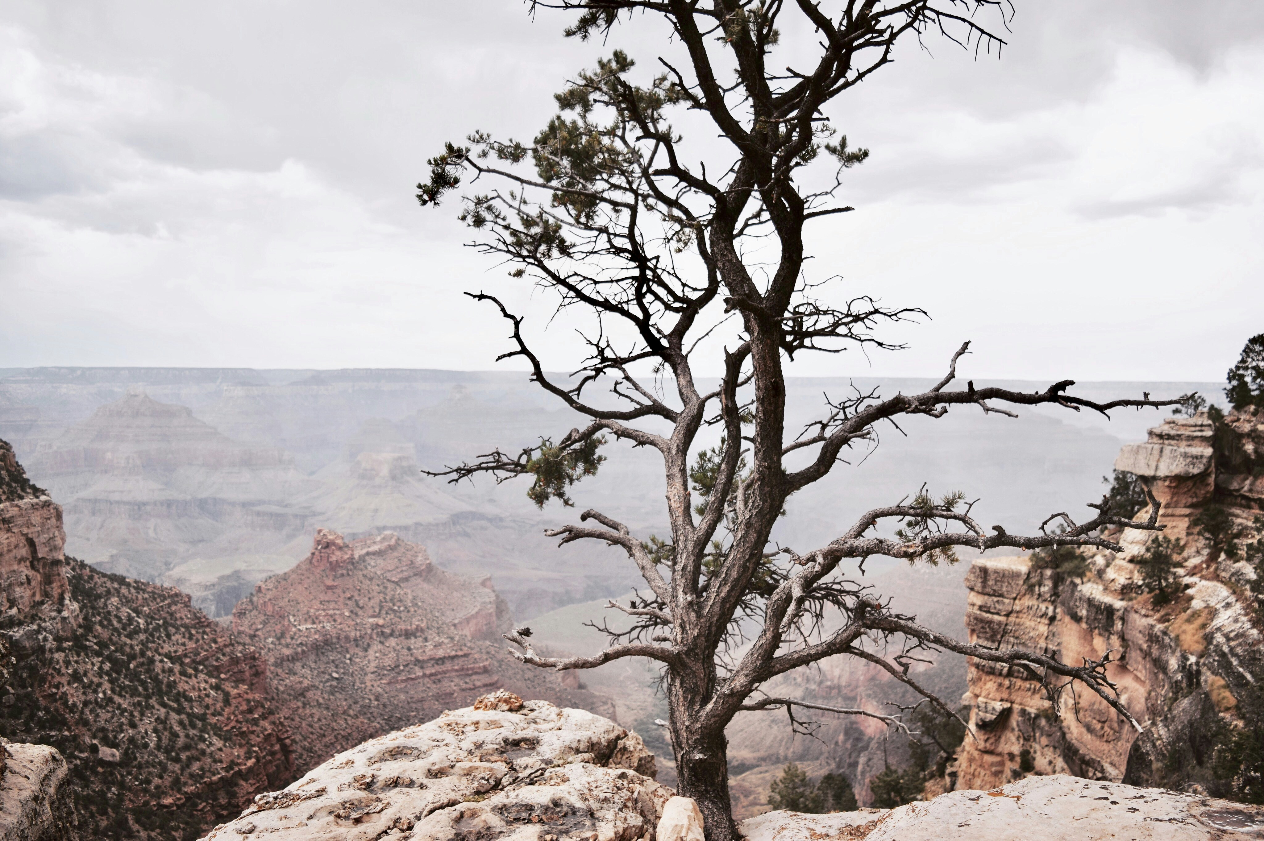 A gnarled tree stands at the edge of a canyon, overlooking a vast landscape shrouded in mist and mystery.