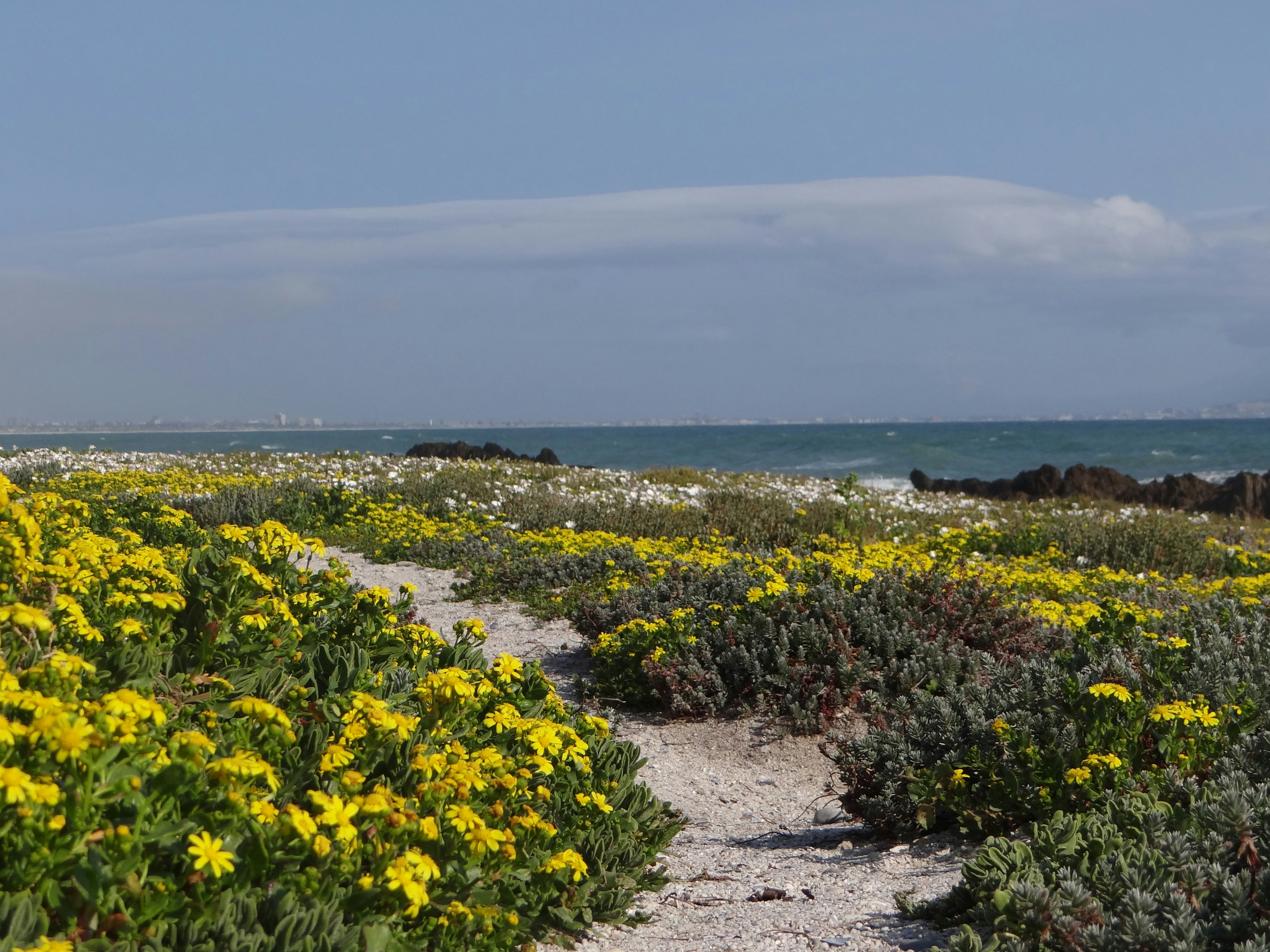 Vibrant yellow flowers blanket a sandy path leading to the ocean, framed by lush greenery and a serene blue sky. The scene captures the essence of a coastal landscape in full bloom.