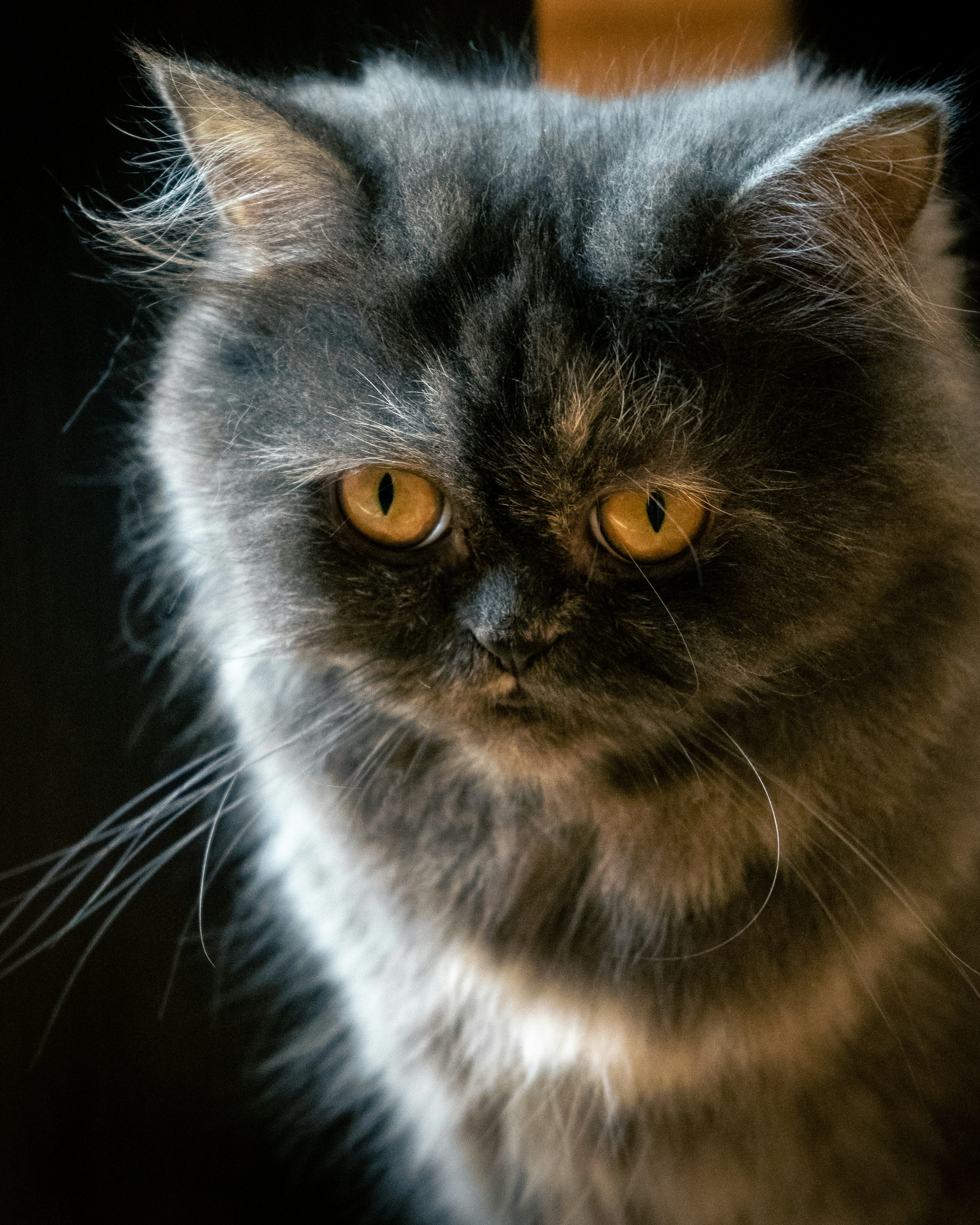 Amber Gaze in Velvet Gray: A Close-Up Portrait of a Fluffy Cat