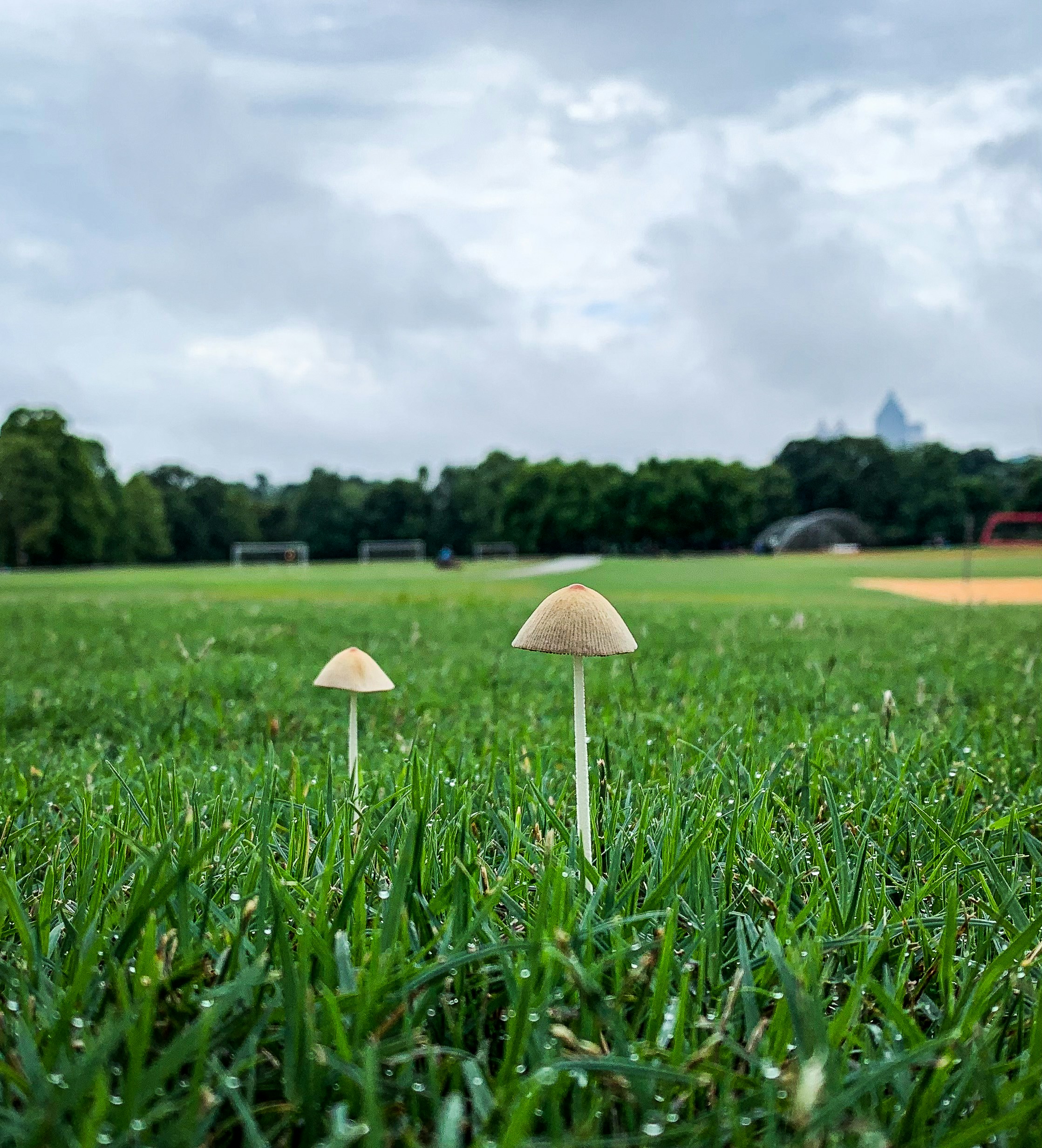 Dew-Kissed Fungi Stand Guard in a Quiet Park Meadow