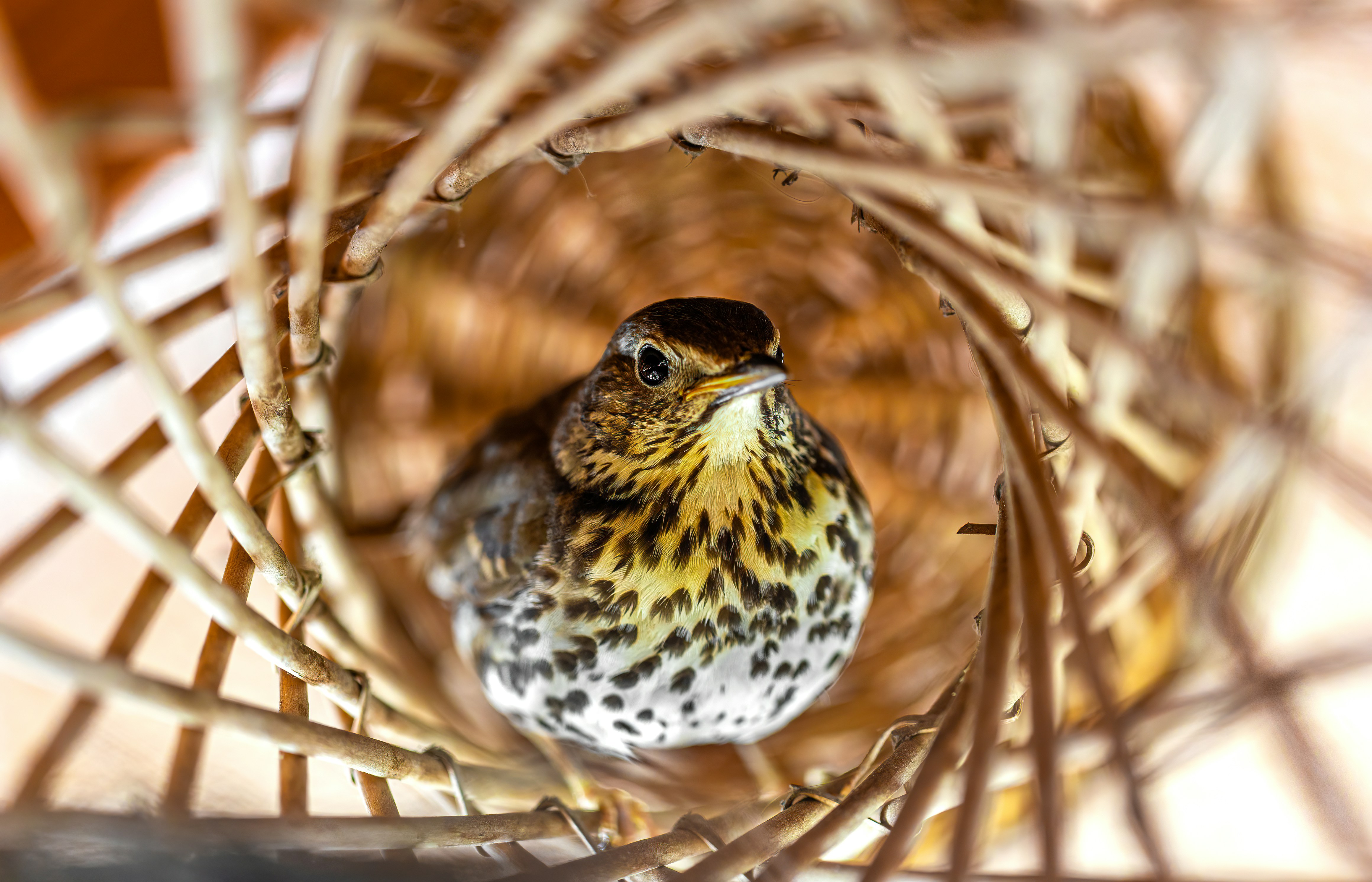 Curious Bird in a Woven Sanctuary