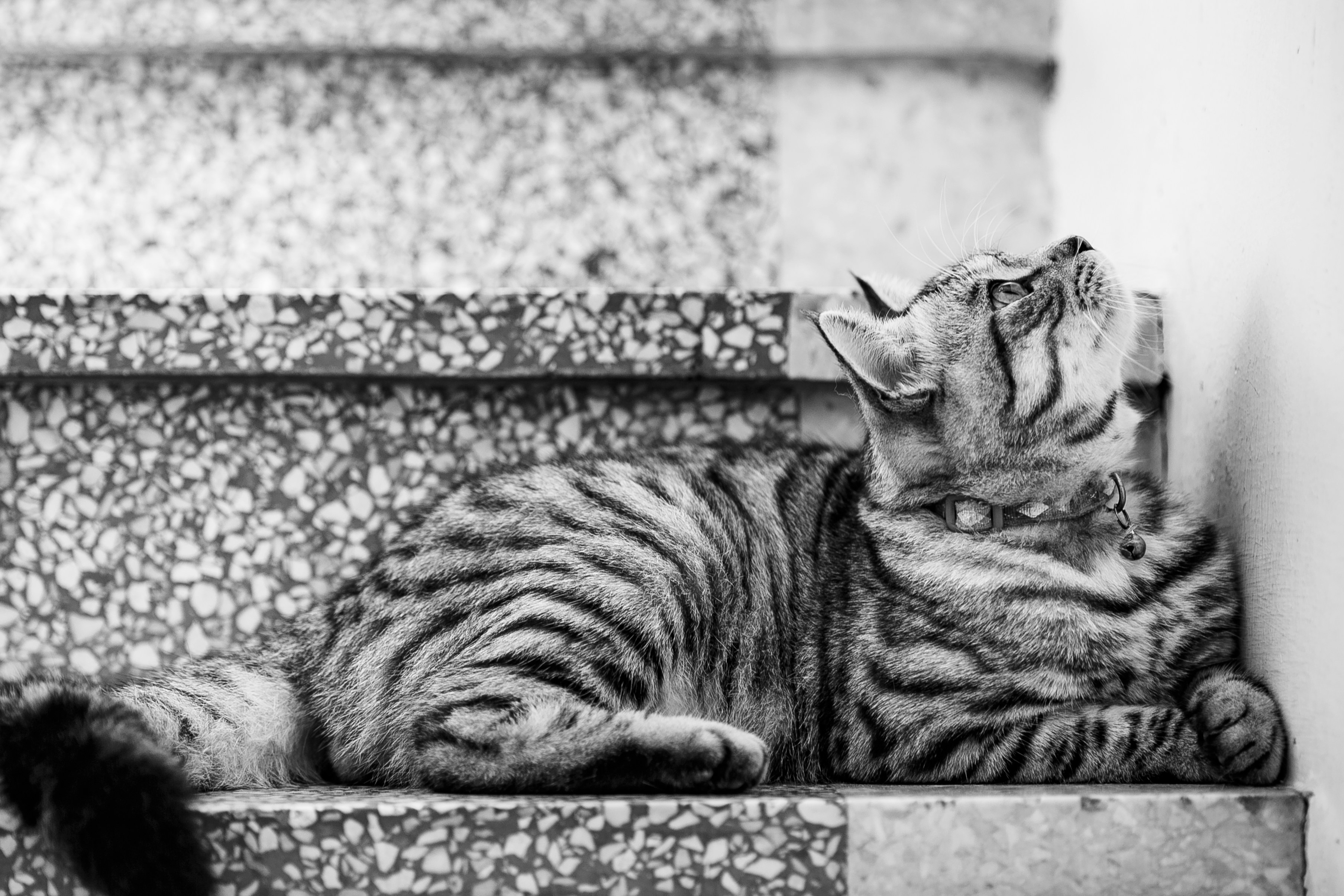 A striped cat lounging on a staircase, gazing thoughtfully at the wall. The monochrome tones enhance the serene atmosphere.