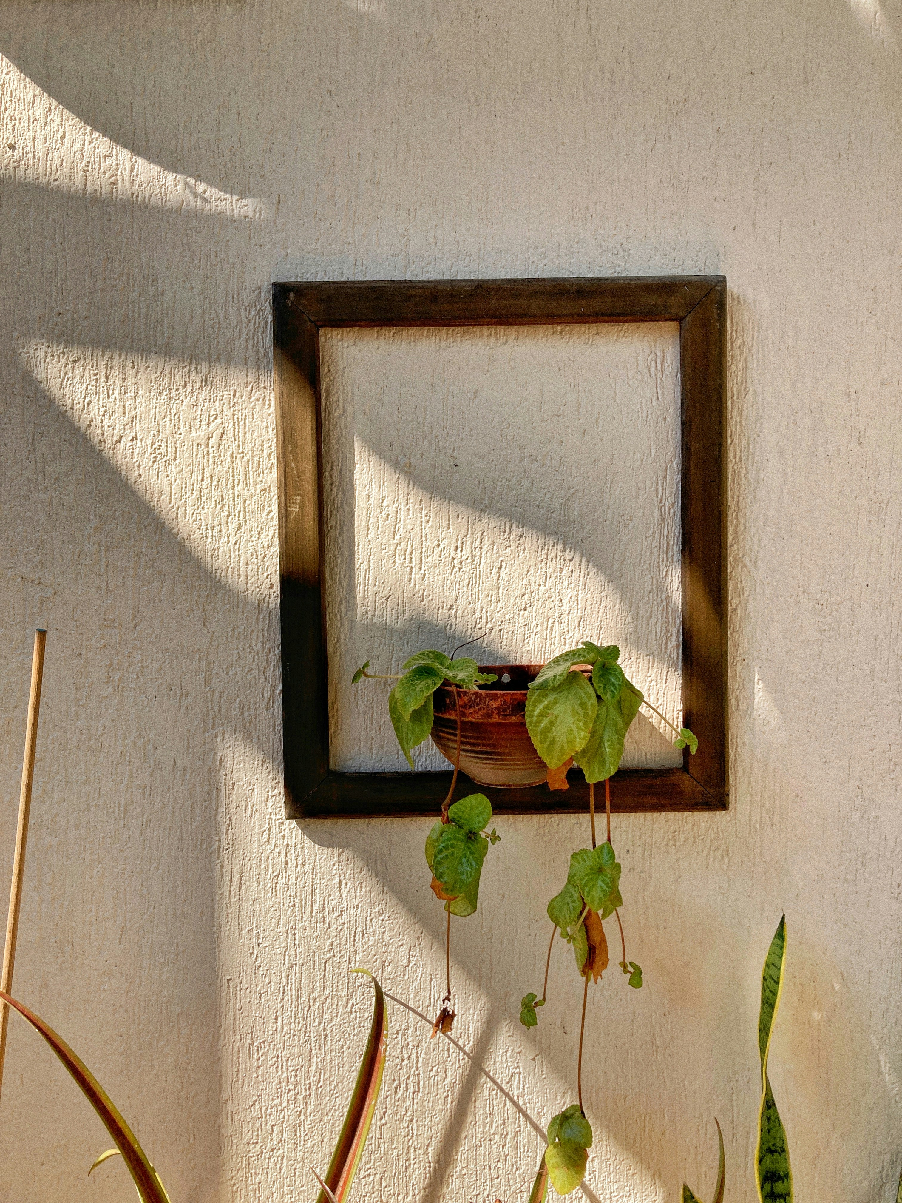Green Vines in a Framed Niche: A Sunlit Balcony Garden