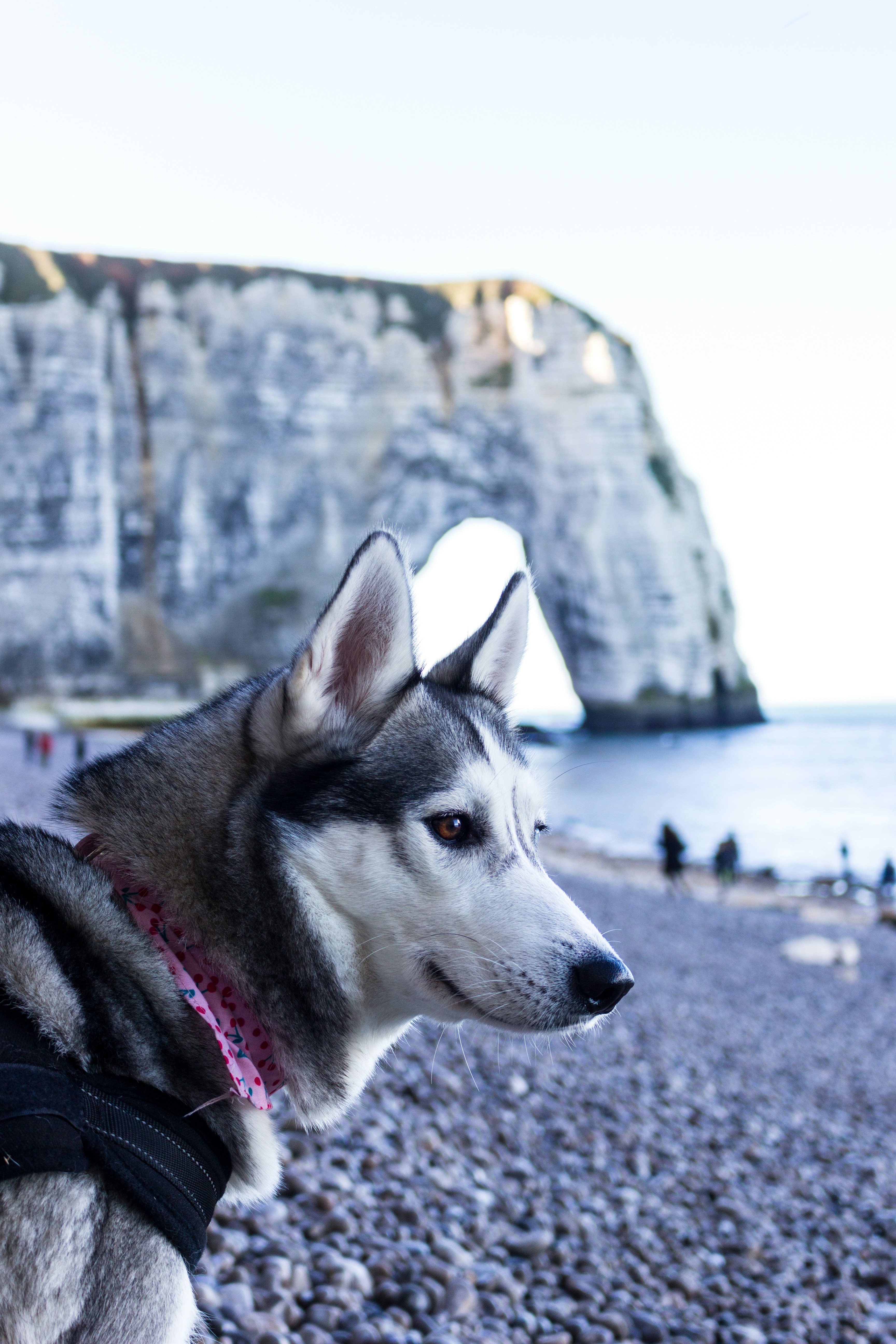 Husky photo shot on Canon EOS 100D