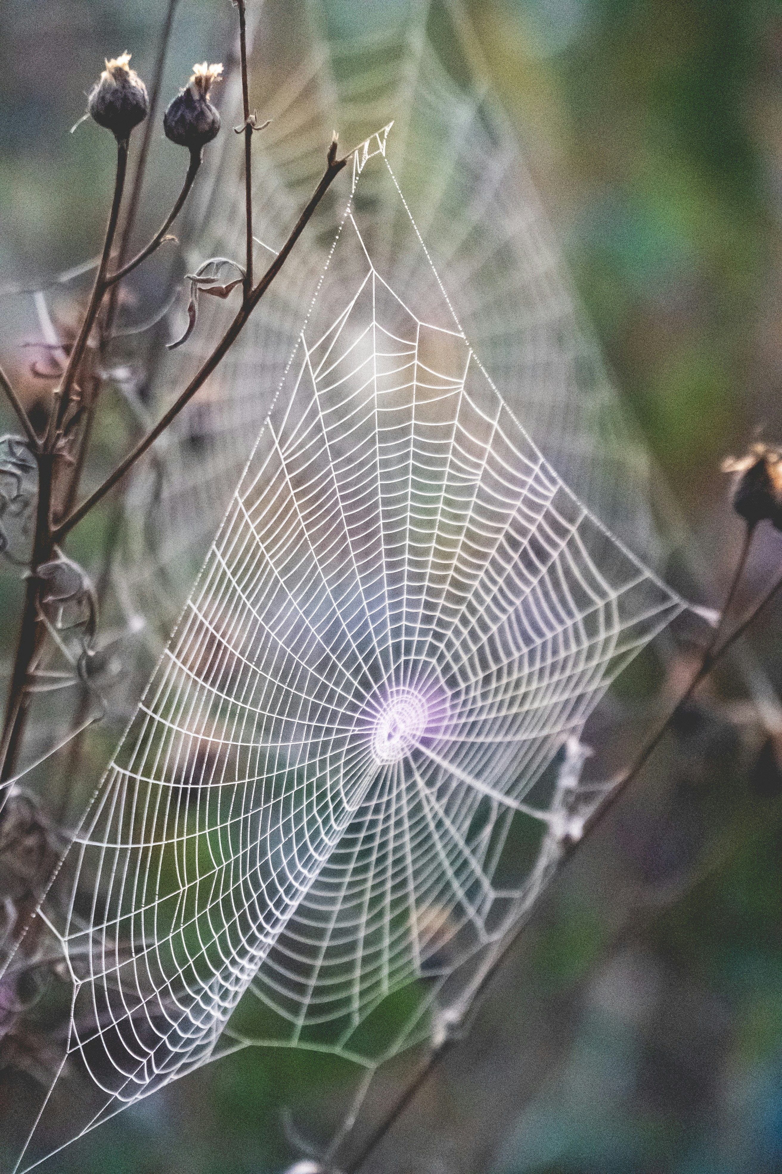 Center Glow in a Quiet Web: Delicate Spider Web Between Seed Stems