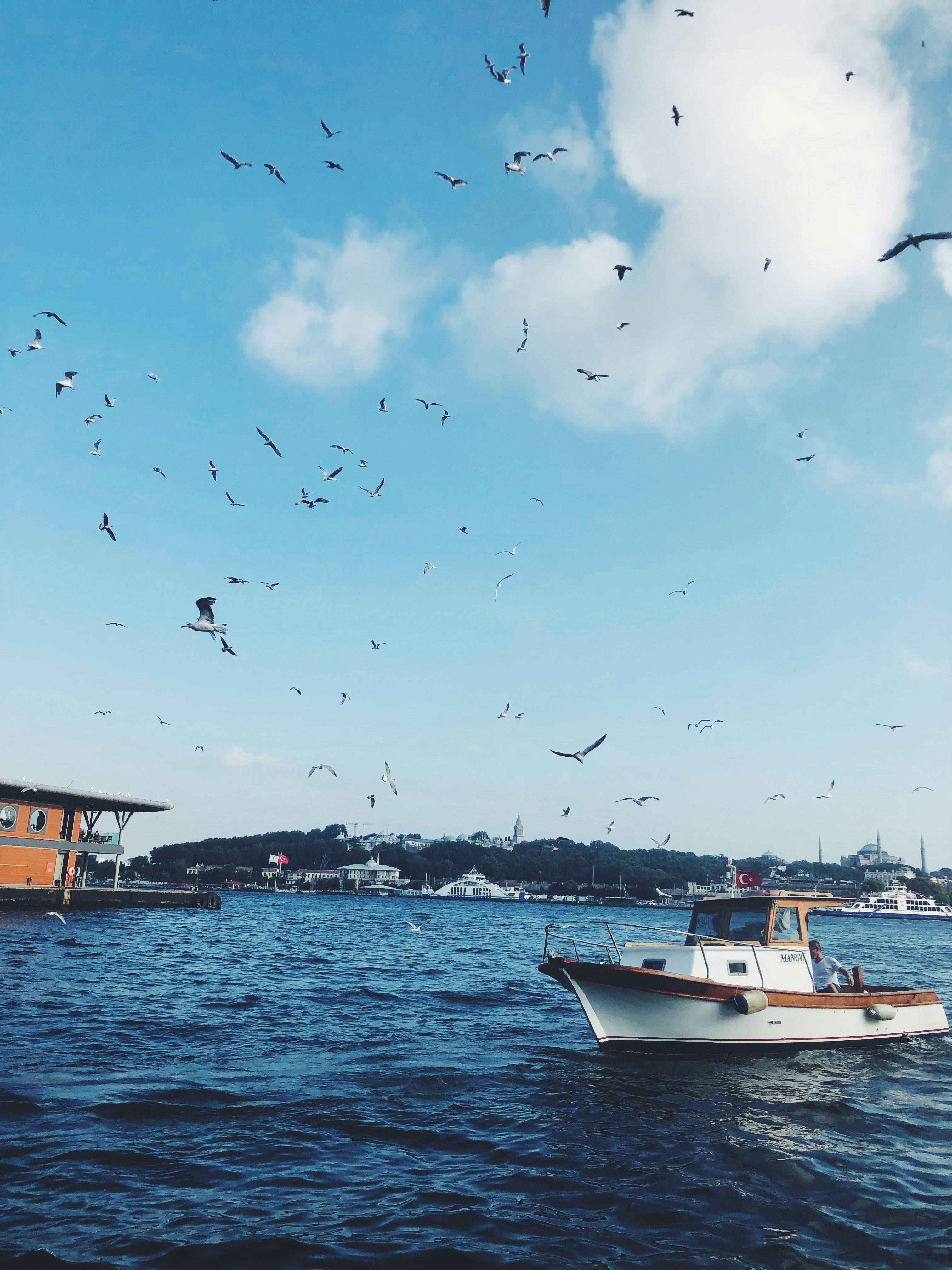 A small boat navigates through a lively sea filled with soaring birds under a bright blue sky dotted with clouds.