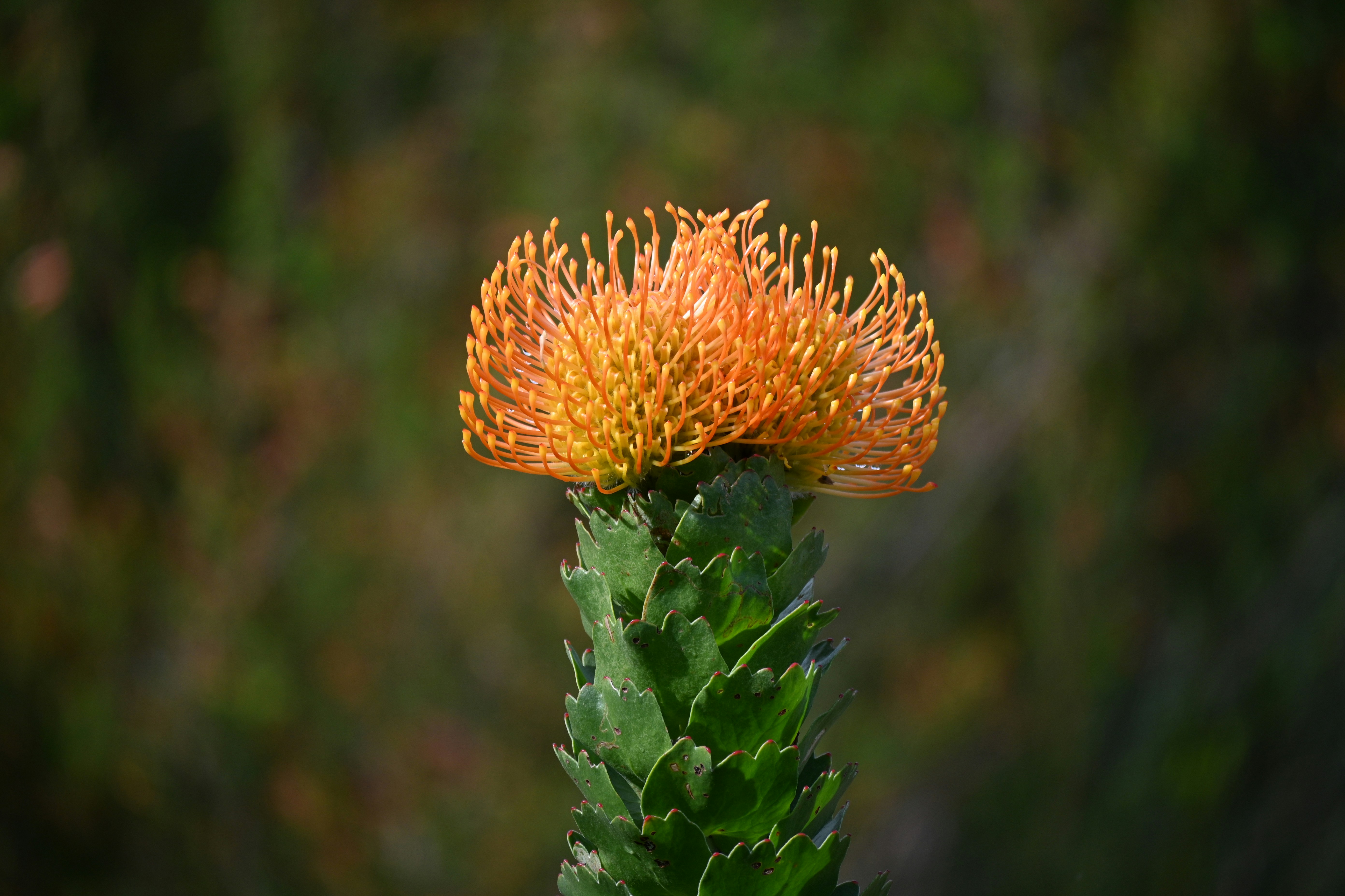 Vibrant orange Protea flower atop a green stem, surrounded by a blurred natural backdrop. The intricate details of the flower stand out against the soft background.