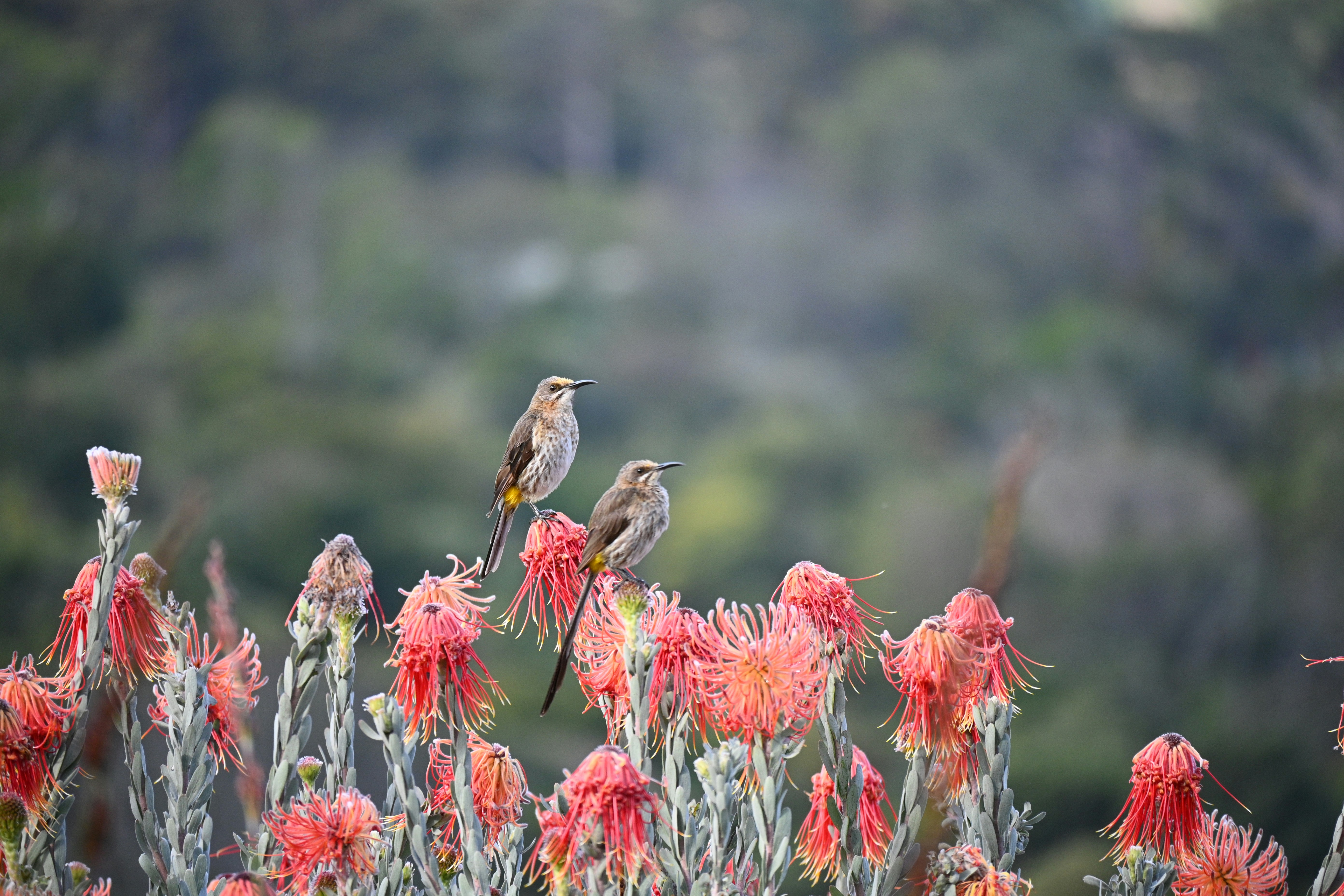 Two Small Perched Thrushes Among Coral-Red Protea-Like Flowers
