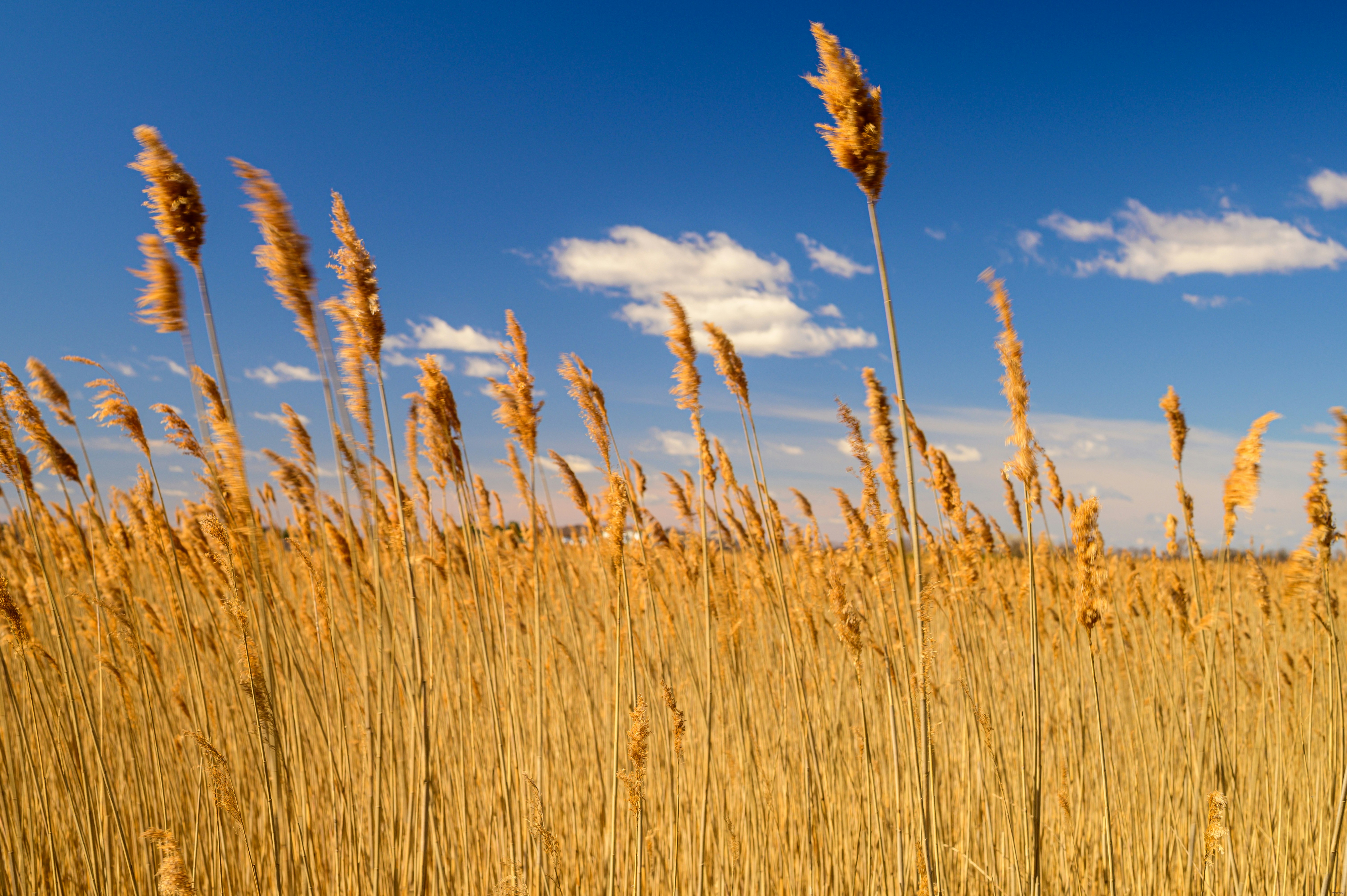 A field of tall brown grass under a blue sky photo – Free Usa Image on ...