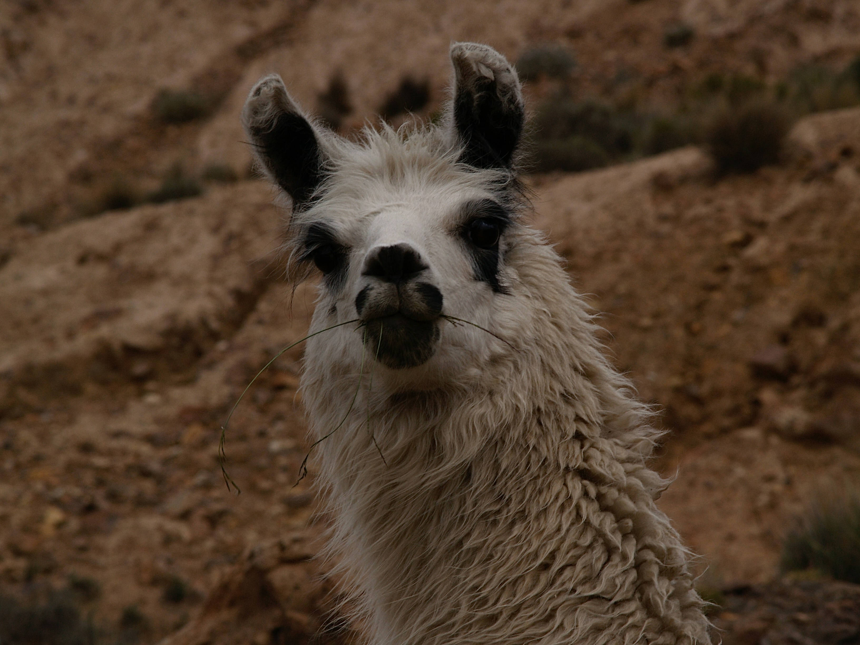 A llama with a tufted coat gazes inquisitively at the viewer, surrounded by a rugged, earthy backdrop.