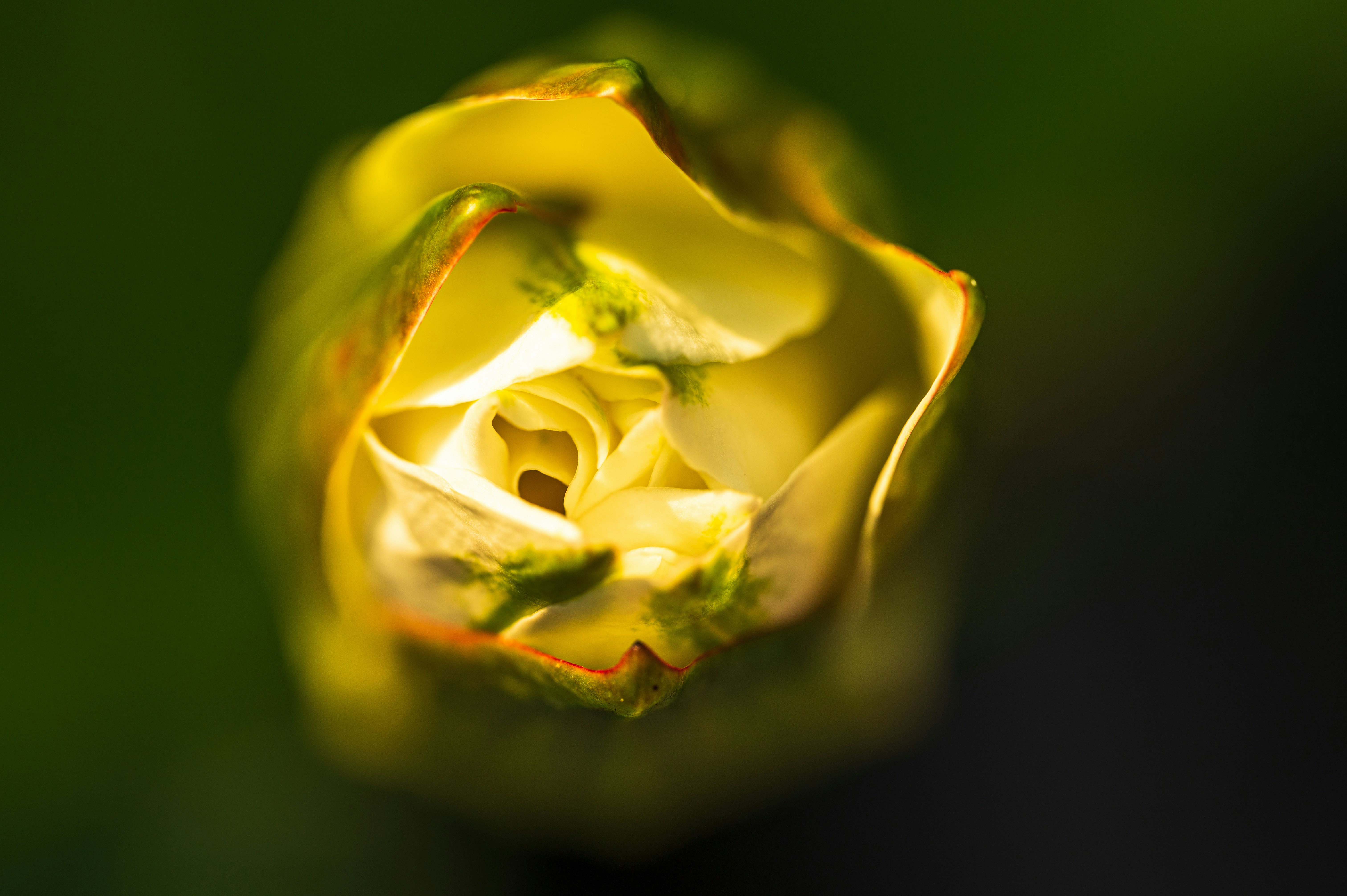 Close-up of a bud in soft yellow glow