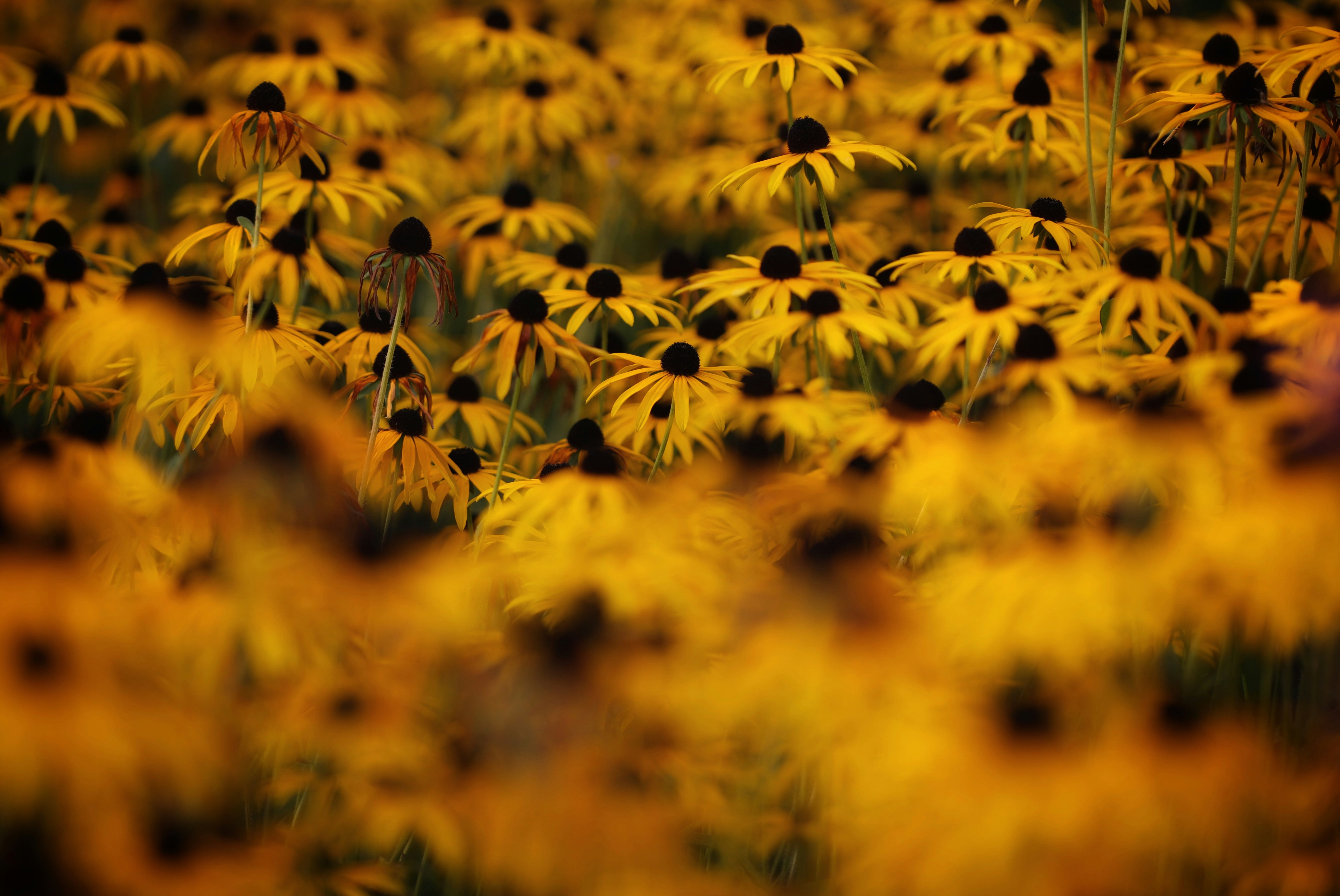 Foto Un campo de flores amarillas y negras de ojos de Susan – Imagen ...