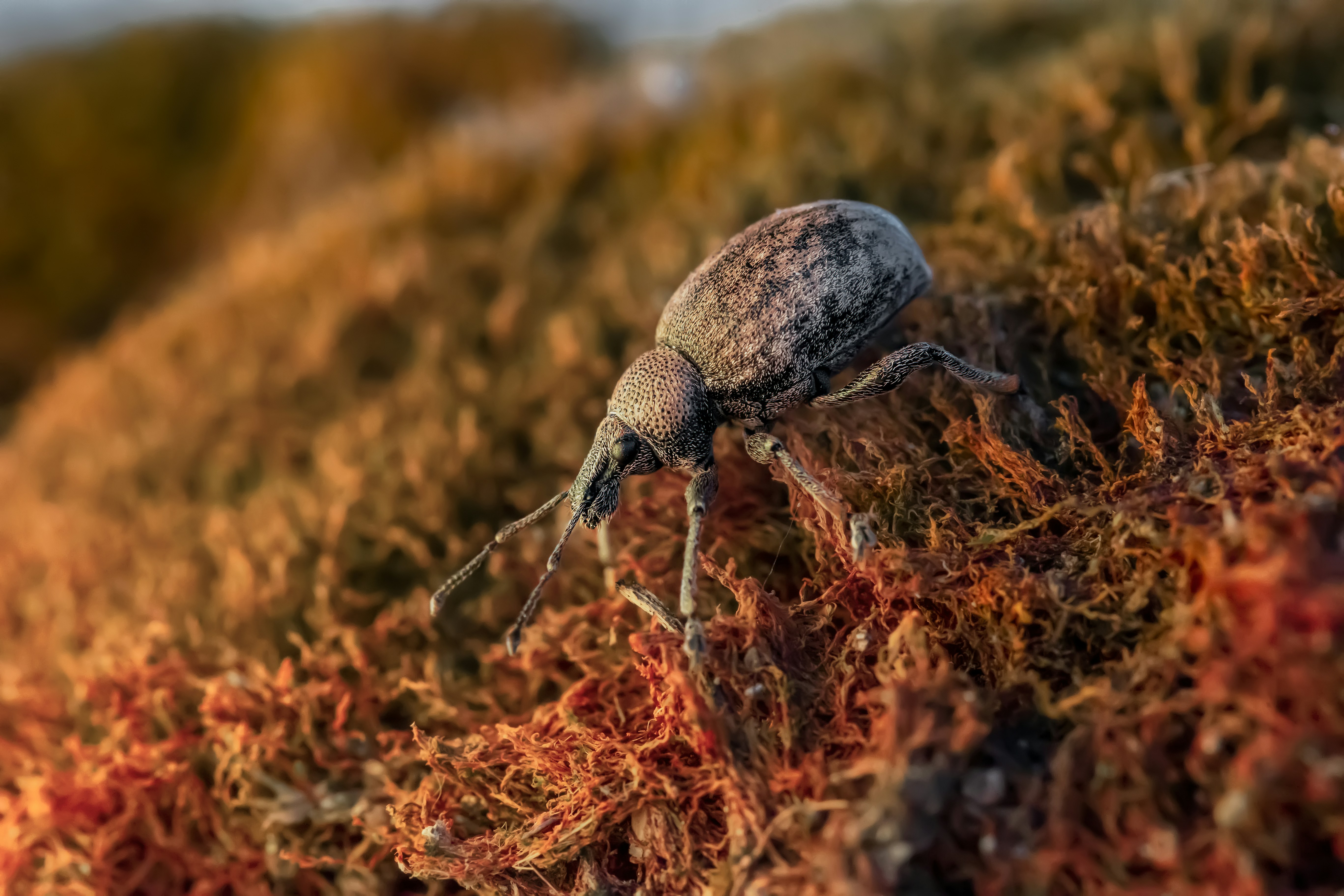 Ground-Dwelling Beetle Traversing Wild Orange Sedges