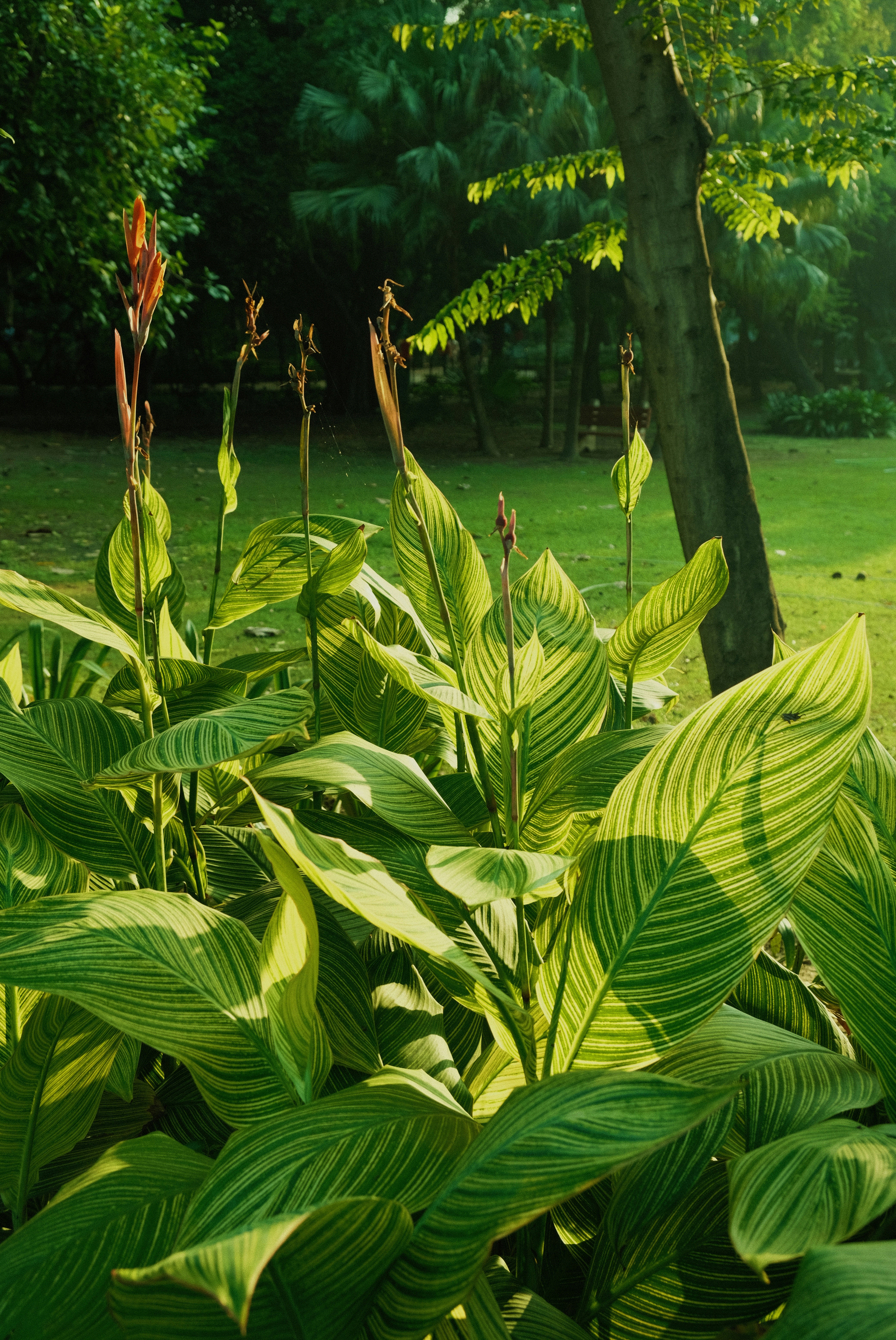 Lush green leaves with striking stripes basking in sunlight, surrounded by a serene garden backdrop.