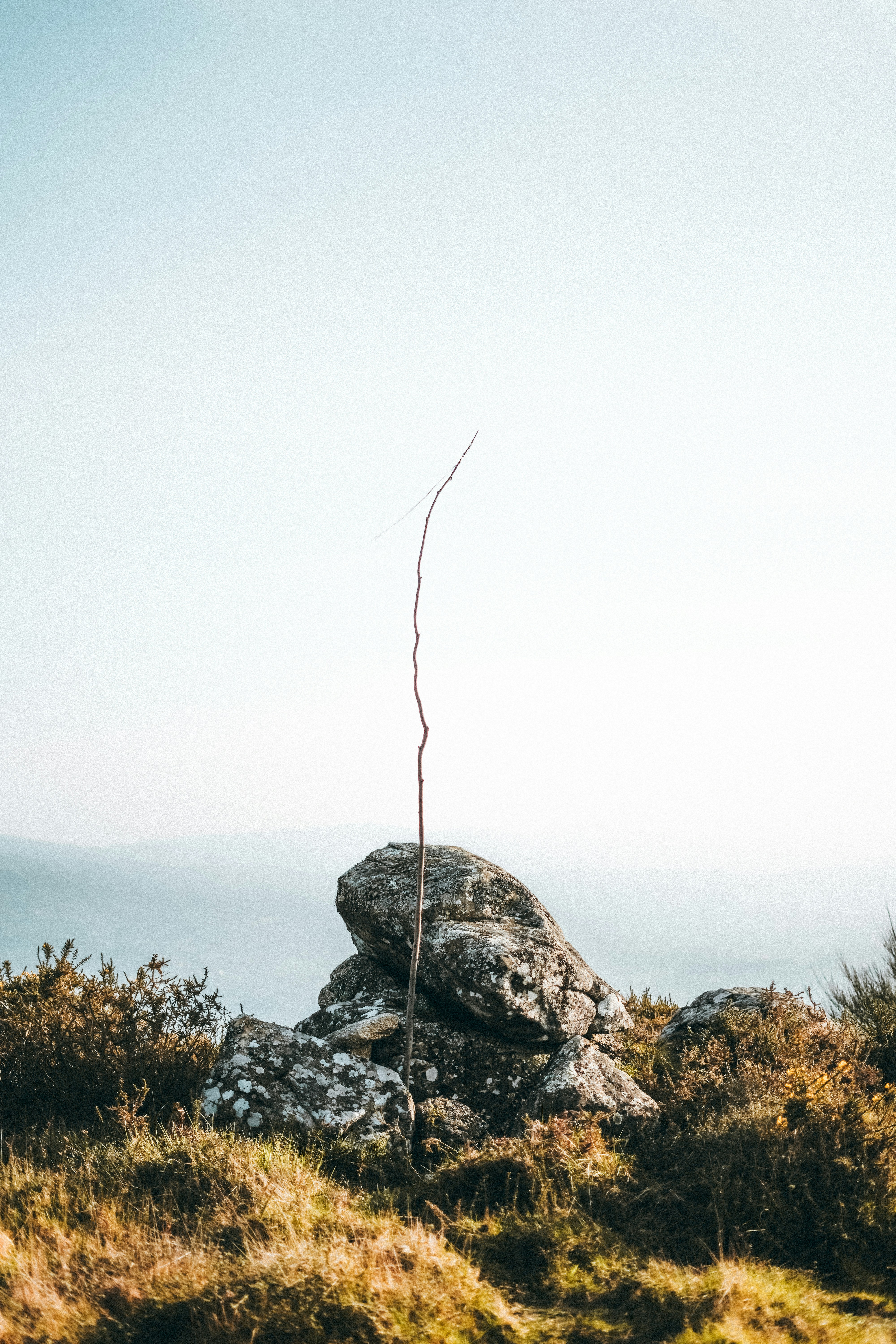 a rock with a plant sticking out of it