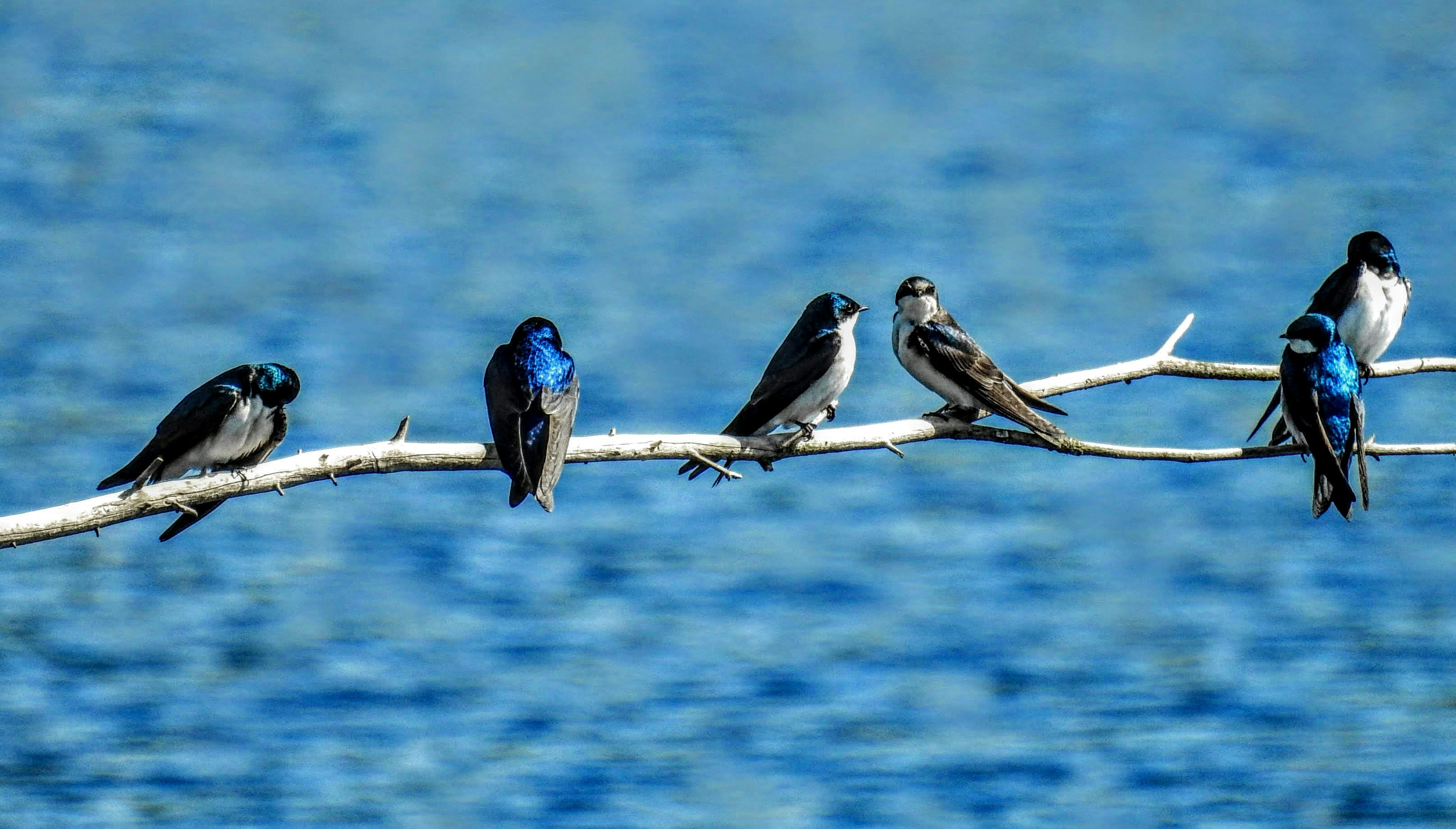A group of birds sitting on top of a tree branch photo – Free Animal ...