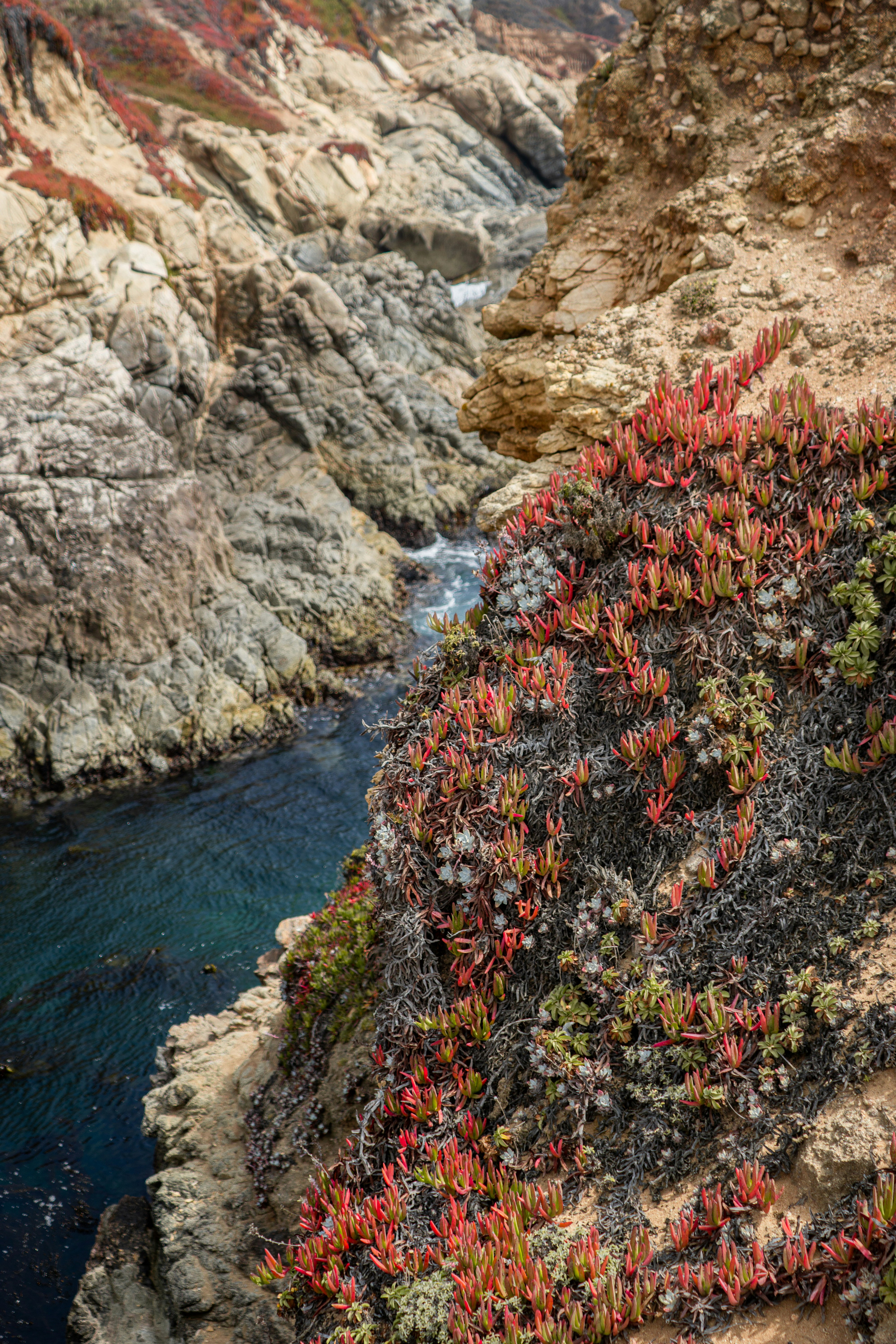 Vibrant coastal plants cling to a rocky cliffside, contrasting with the serene blue waters below. The rugged landscape showcases the resilience of nature.