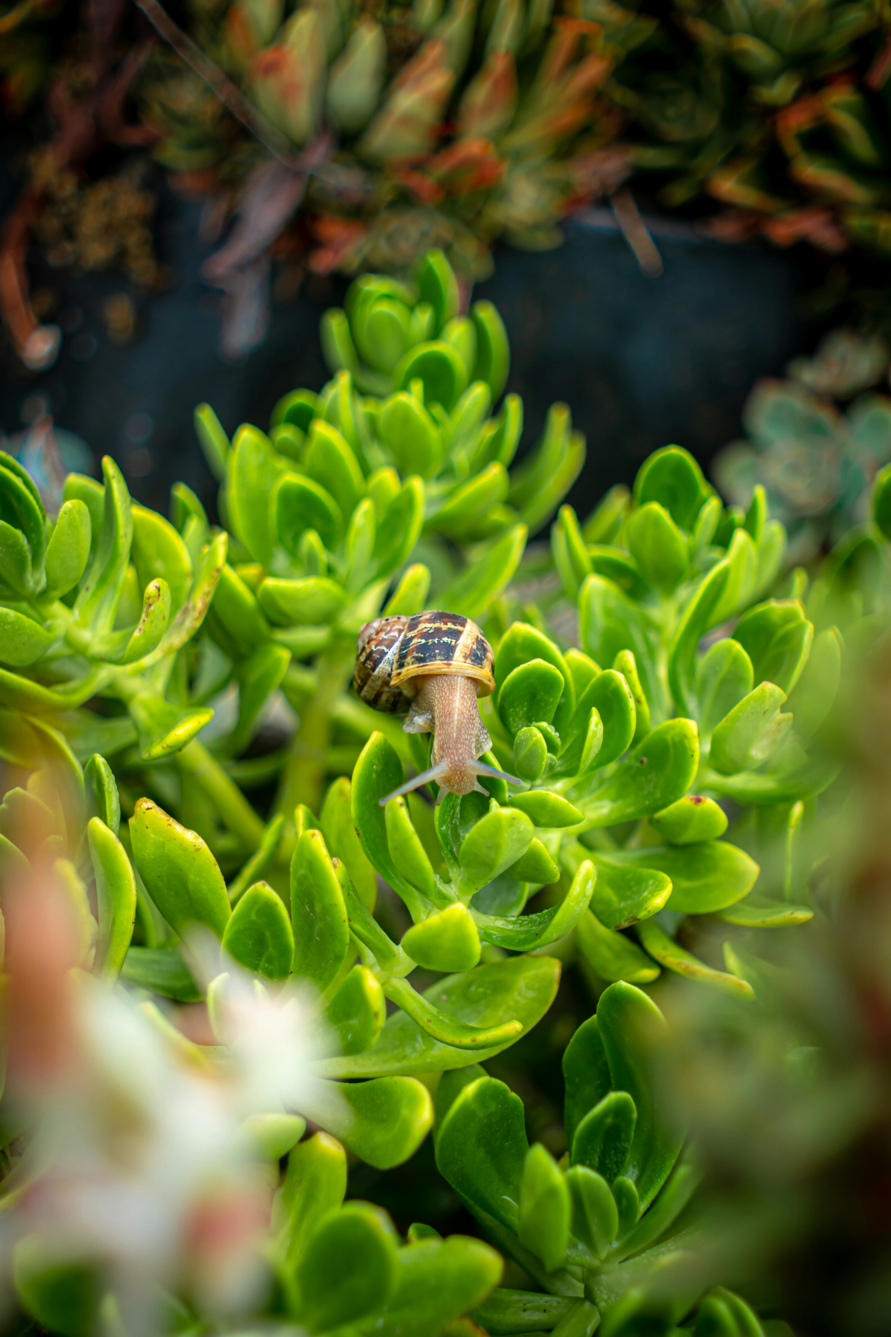 Neon Crown: a snail clinging to a sea of succulent greens
