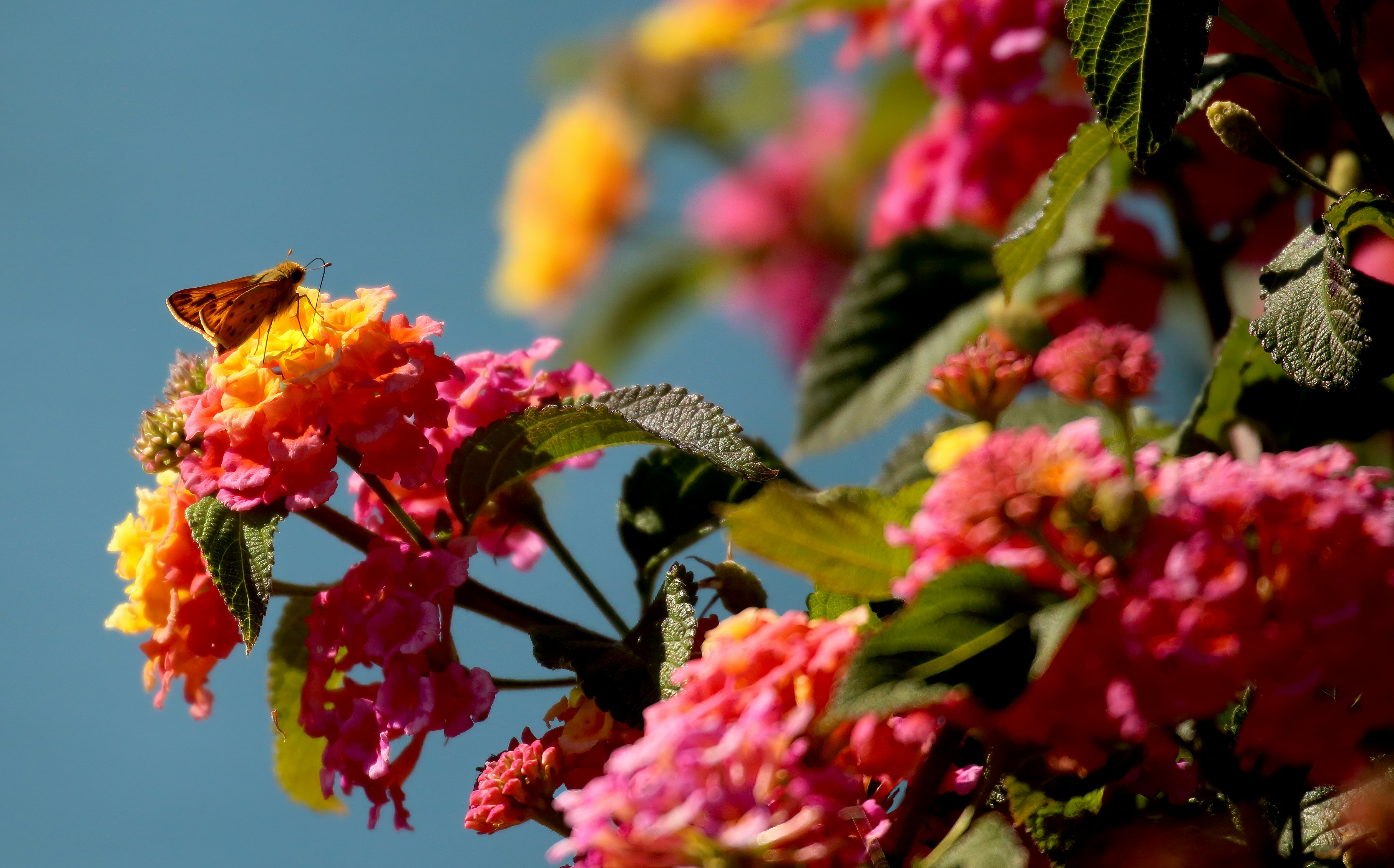A butterfly rests delicately on vibrant pink and yellow flowers under a clear blue sky.