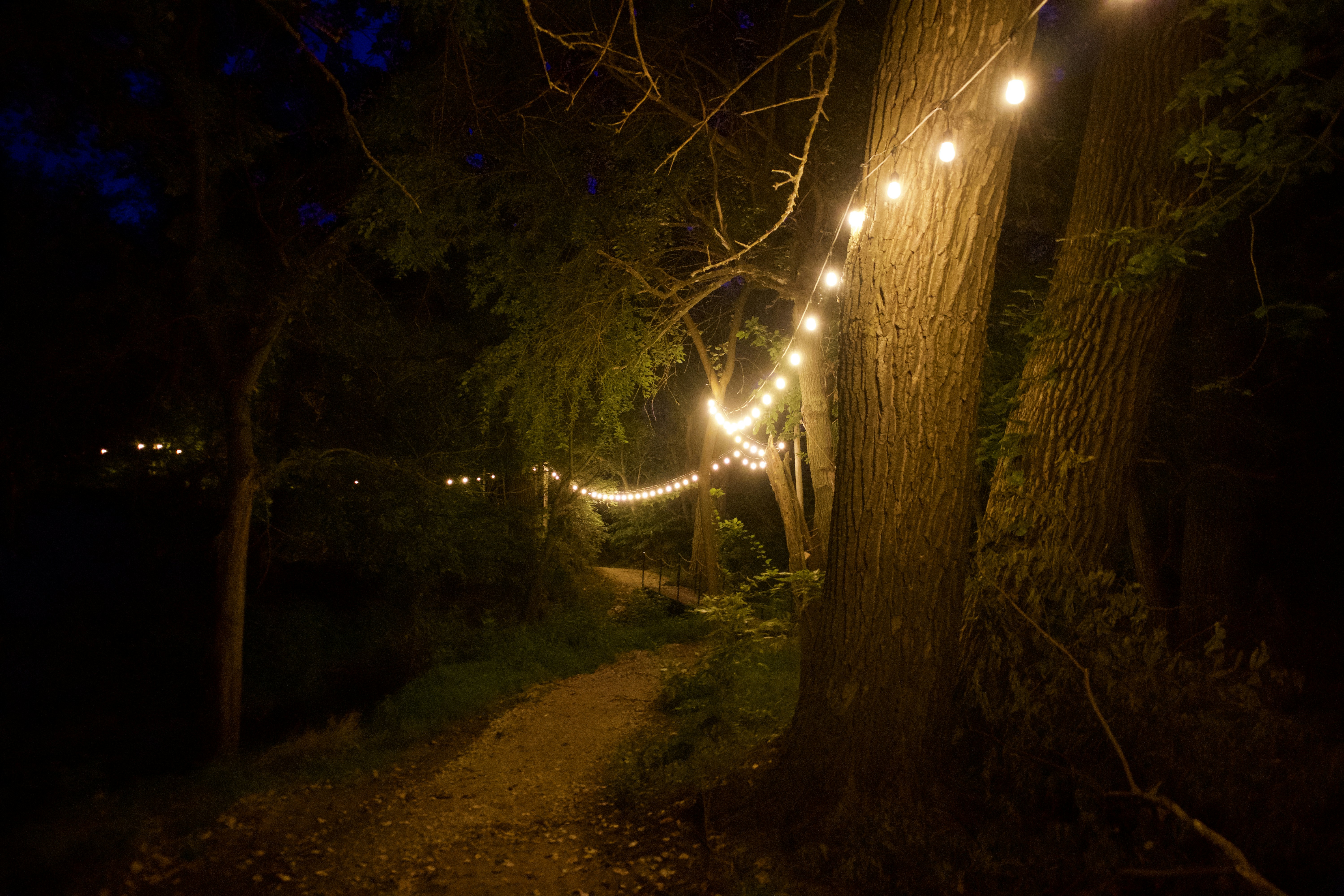 A path lit up with lights next to a tree photo – Free Light Image on ...