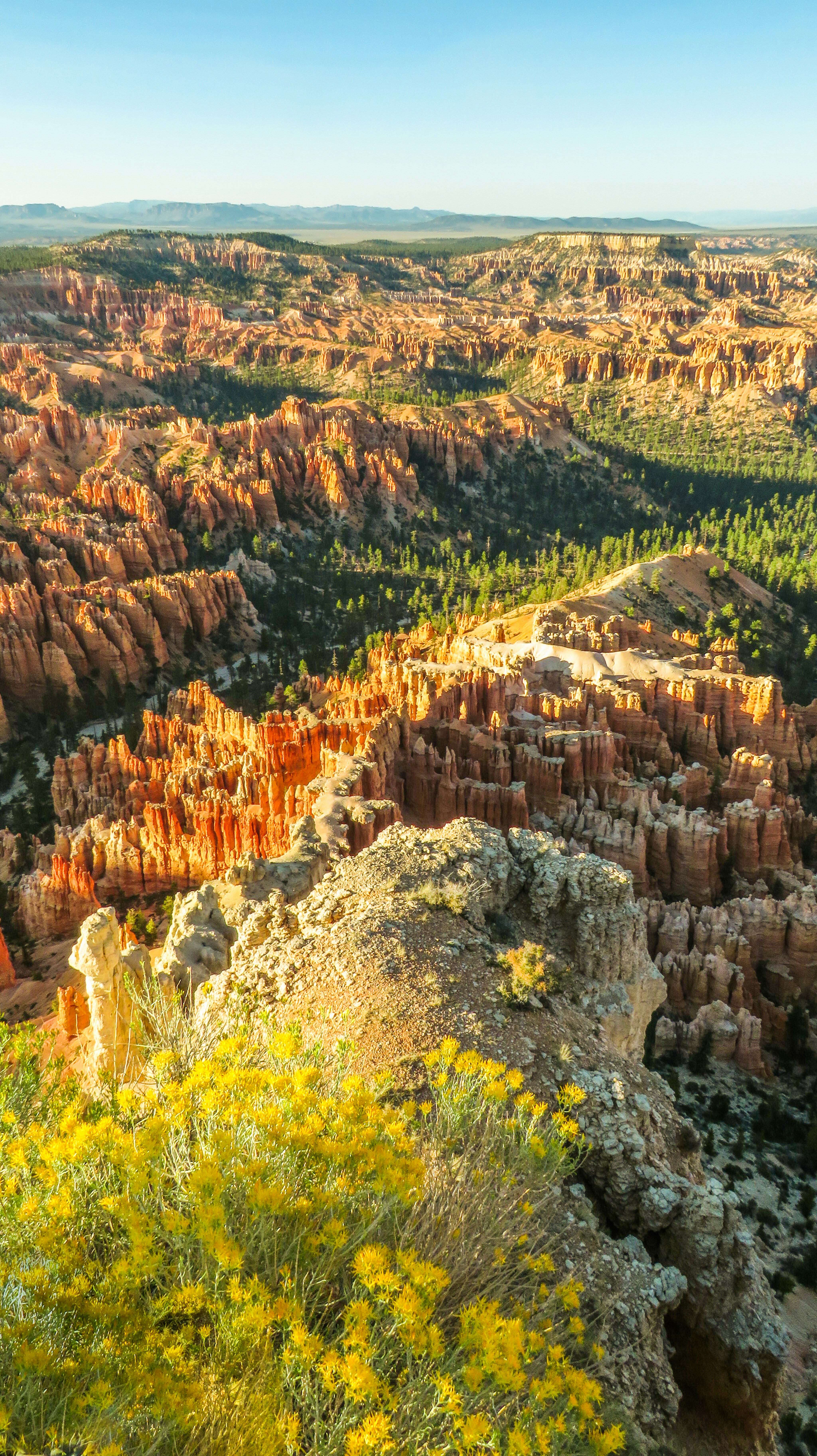 Amber Spires Over a Pine-Studded Canyon Rim