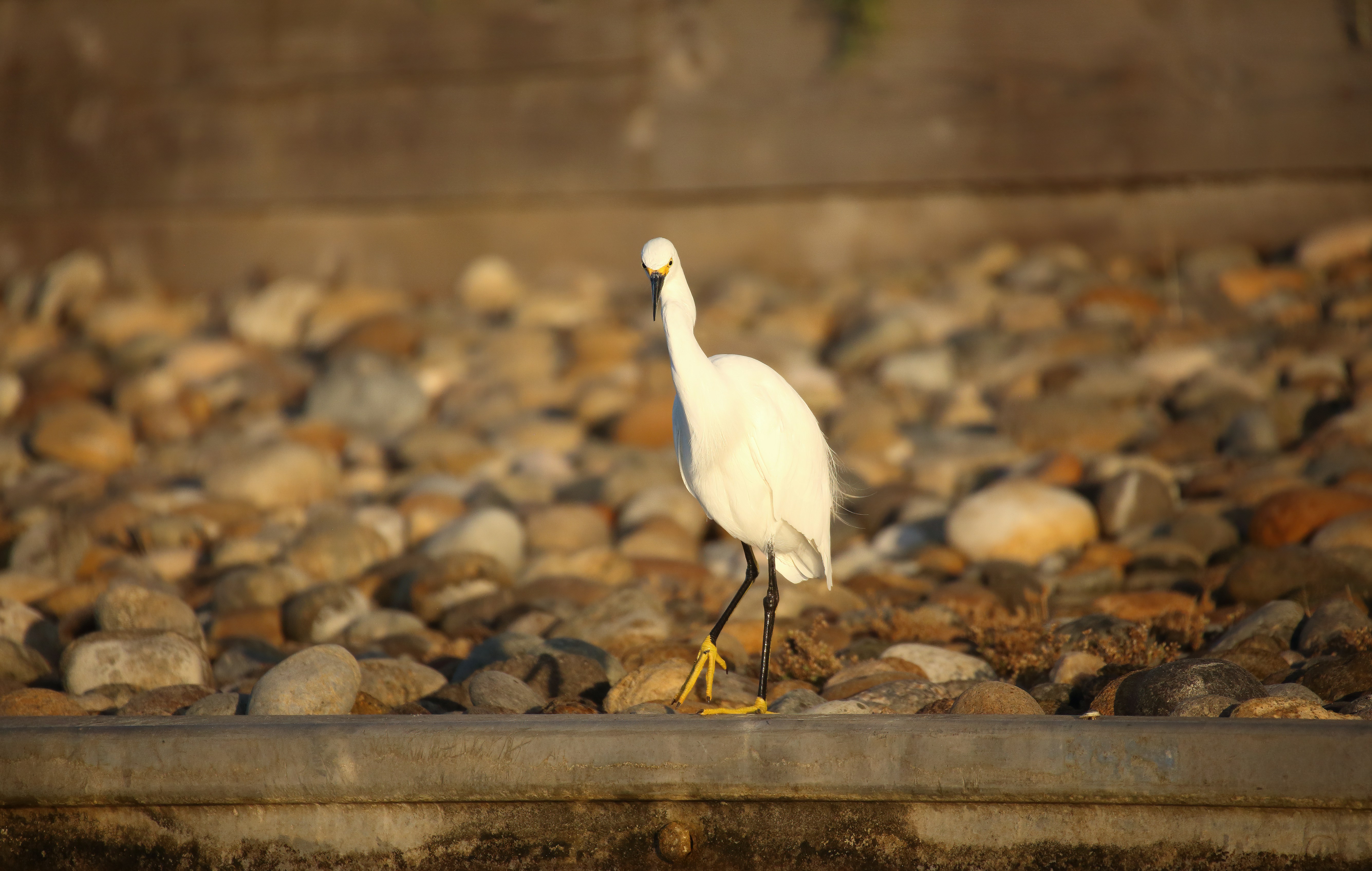 White Heron on Pebbled Shoreline: A Quiet Morning Walk