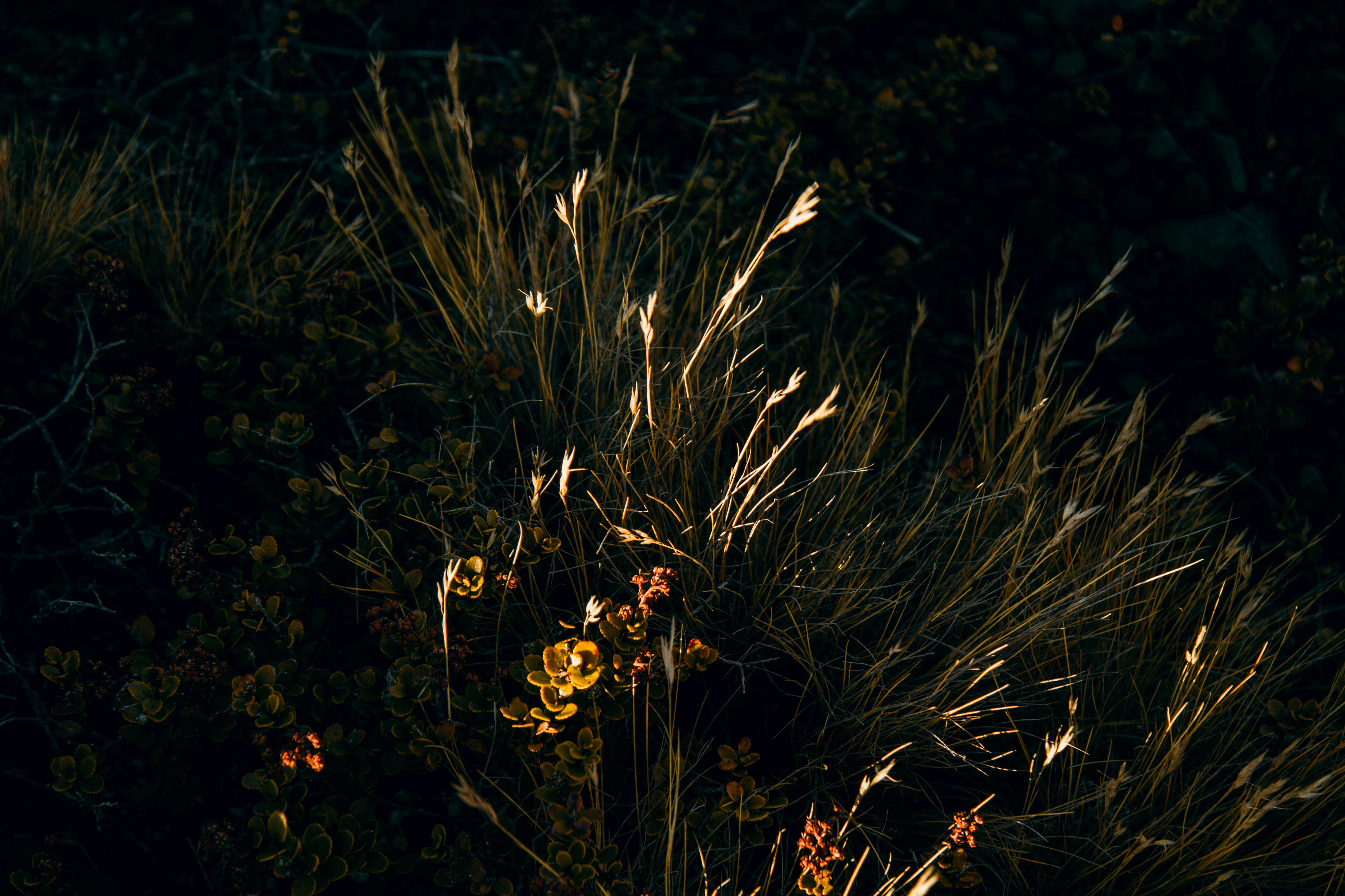 Dusk-Glowing Tufts in a Quiet Meadow