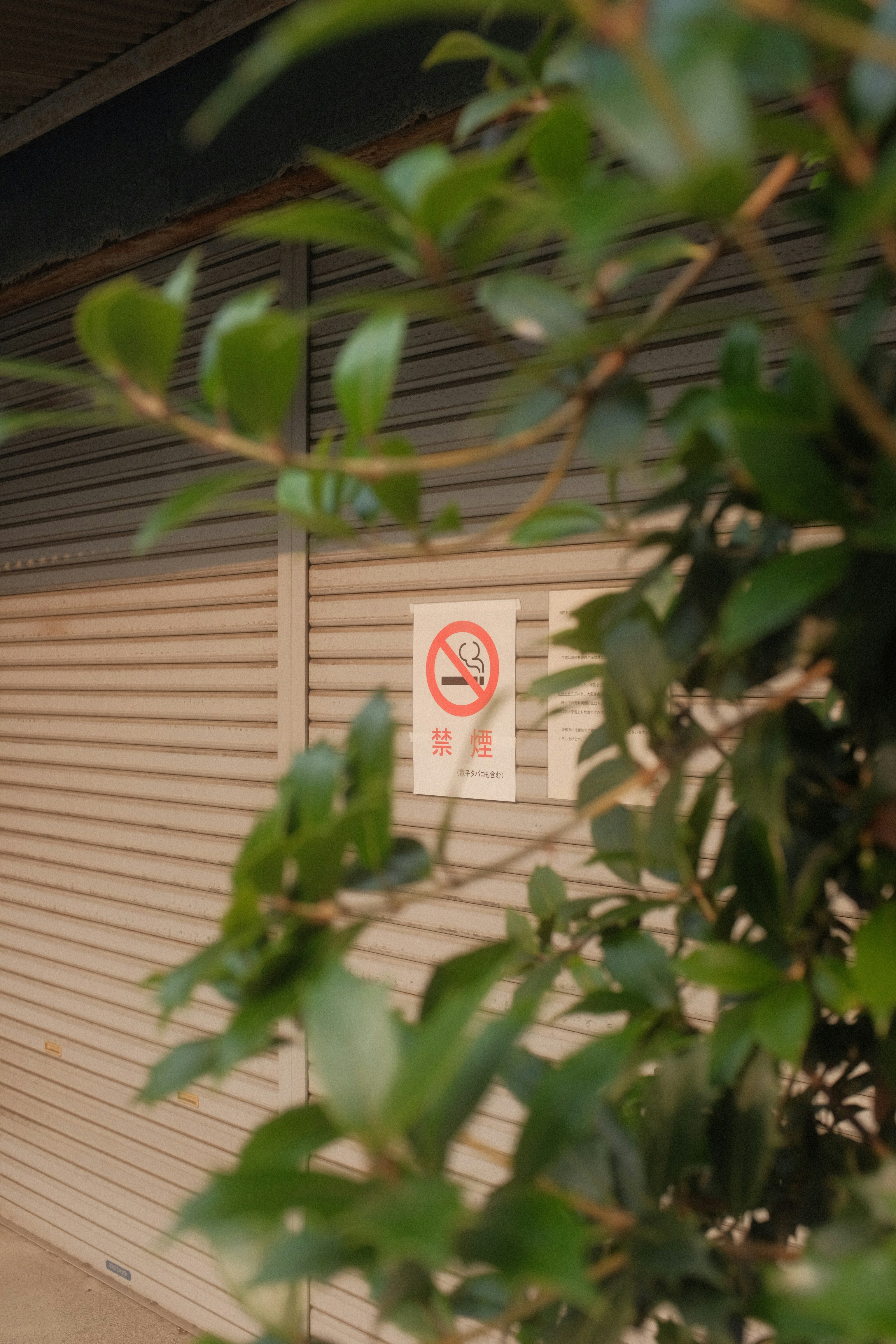 No-Entry Sign Quietly Framed by Green Curtain on a Closed Shutter