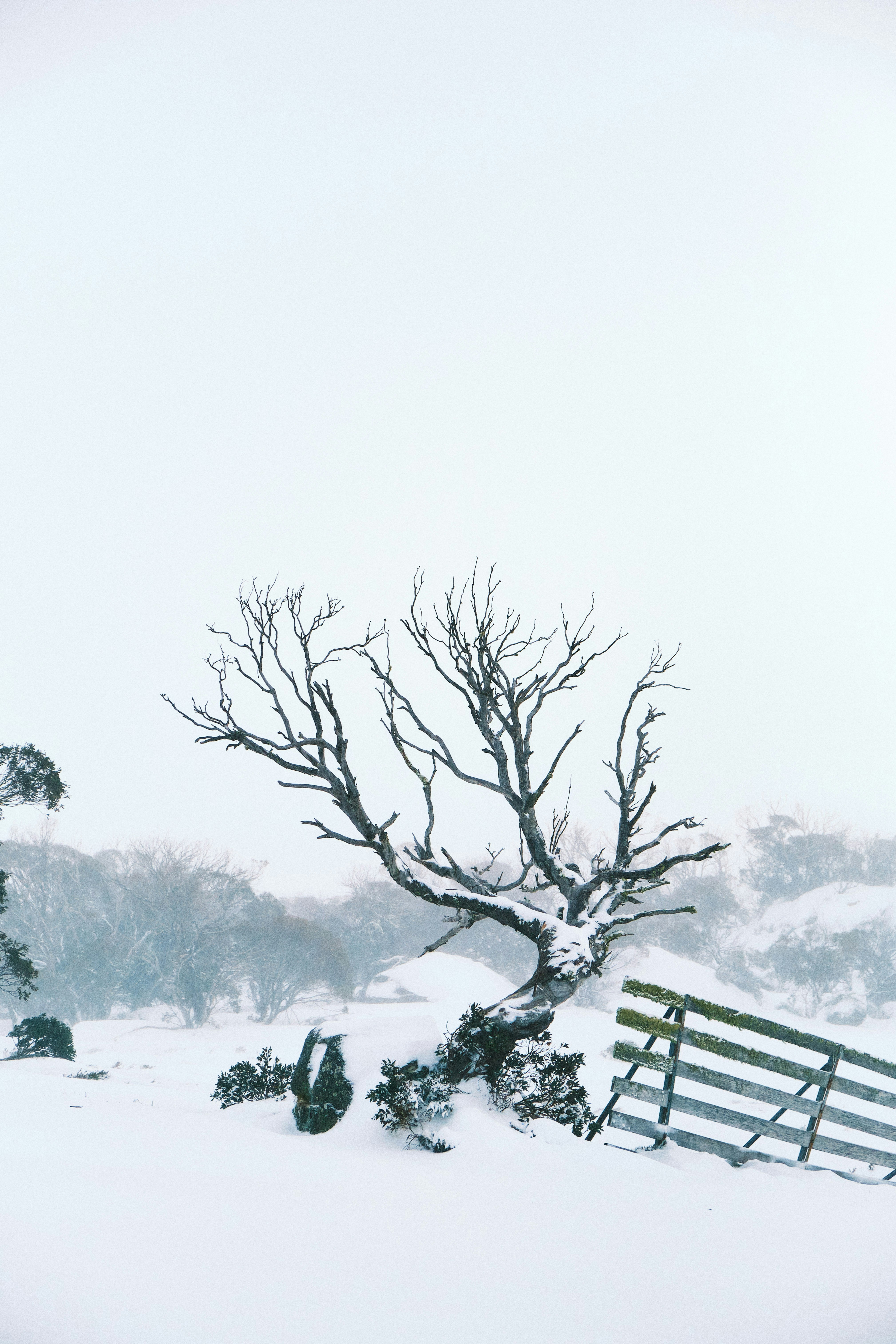 Winter Tree and Faded Fence in a Snow-blanketed Field