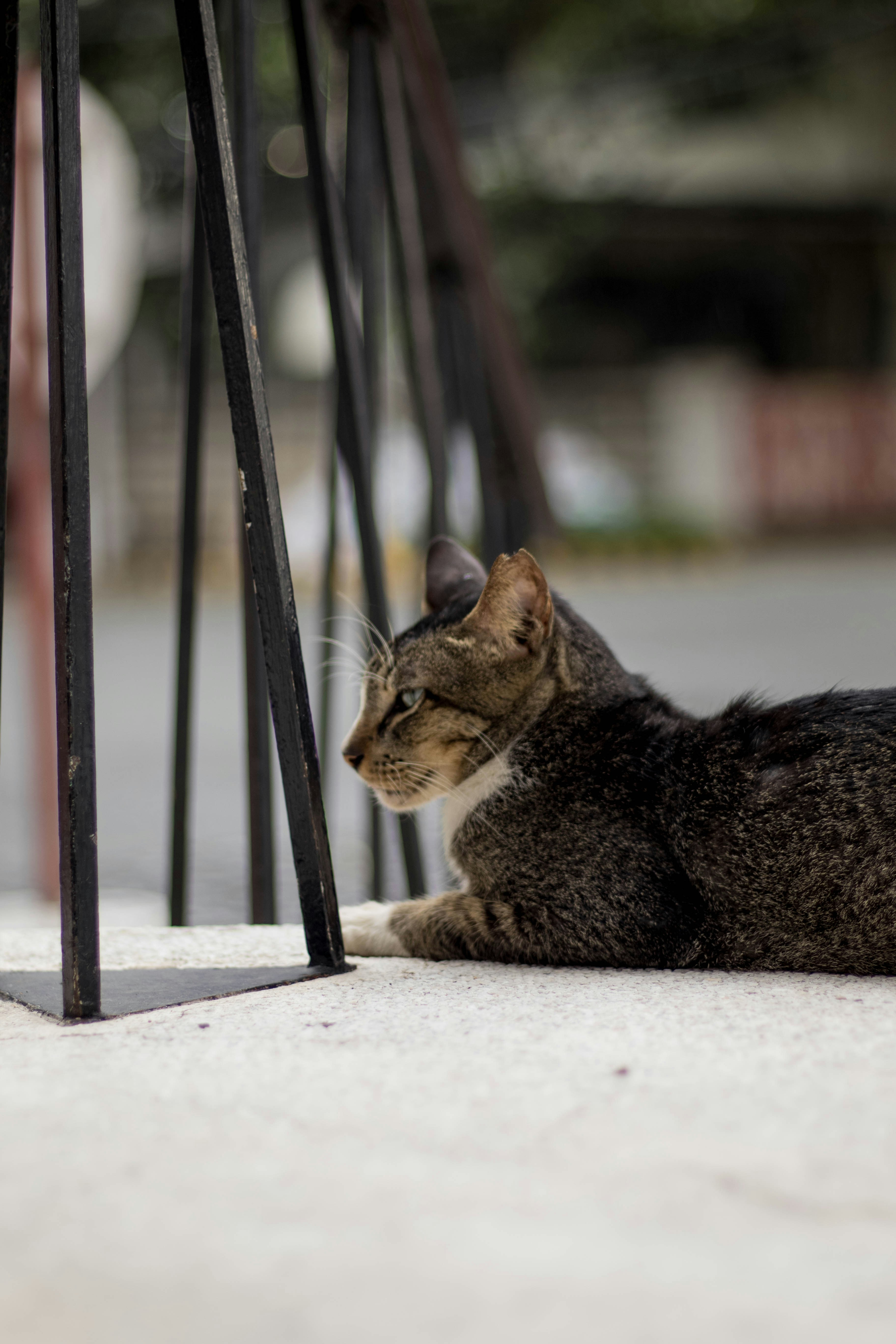 Quiet Gaze Along the Rails: A Street Cat at Rest