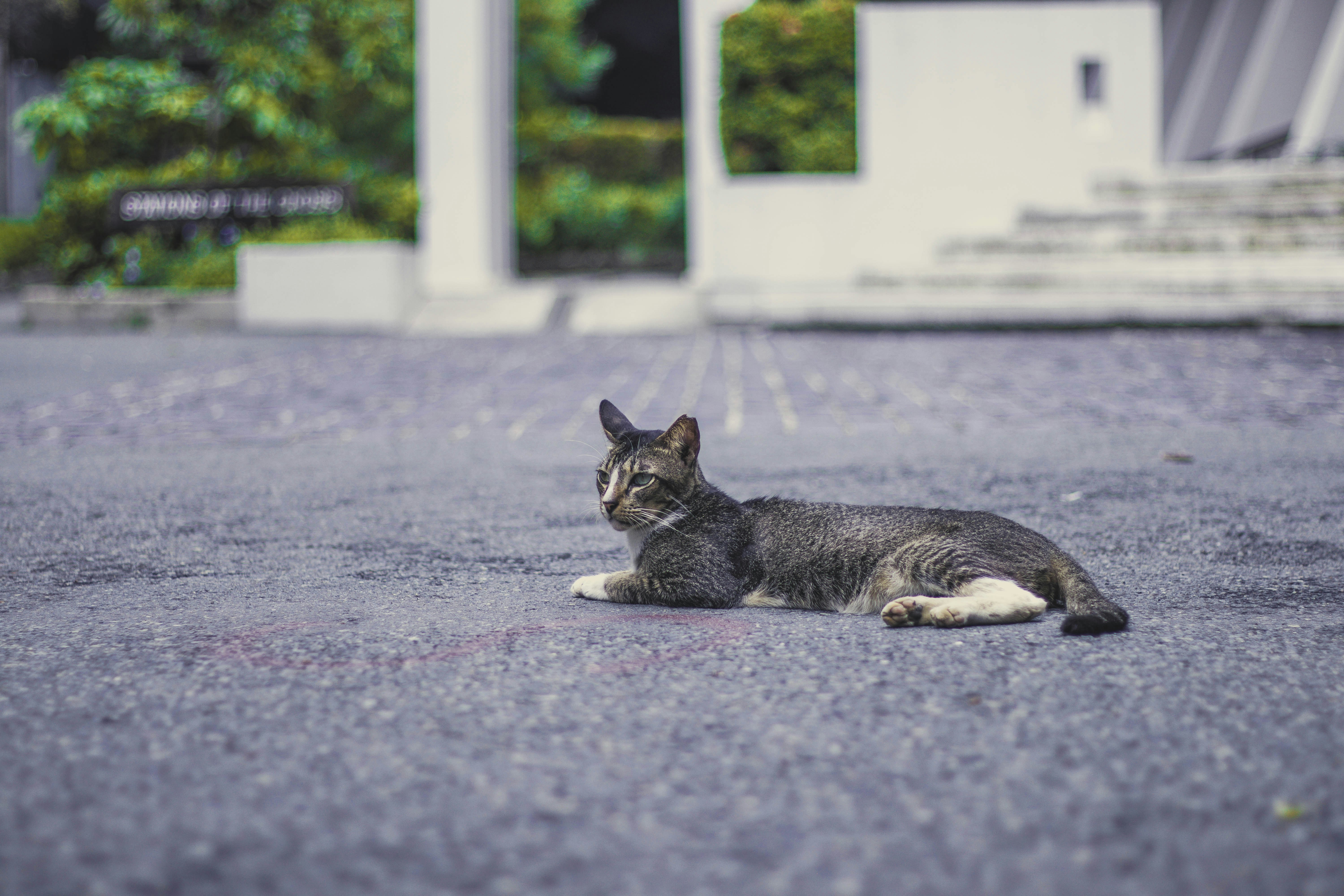 A relaxed tabby cat lounging on a city street, surrounded by modern architecture and greenery.