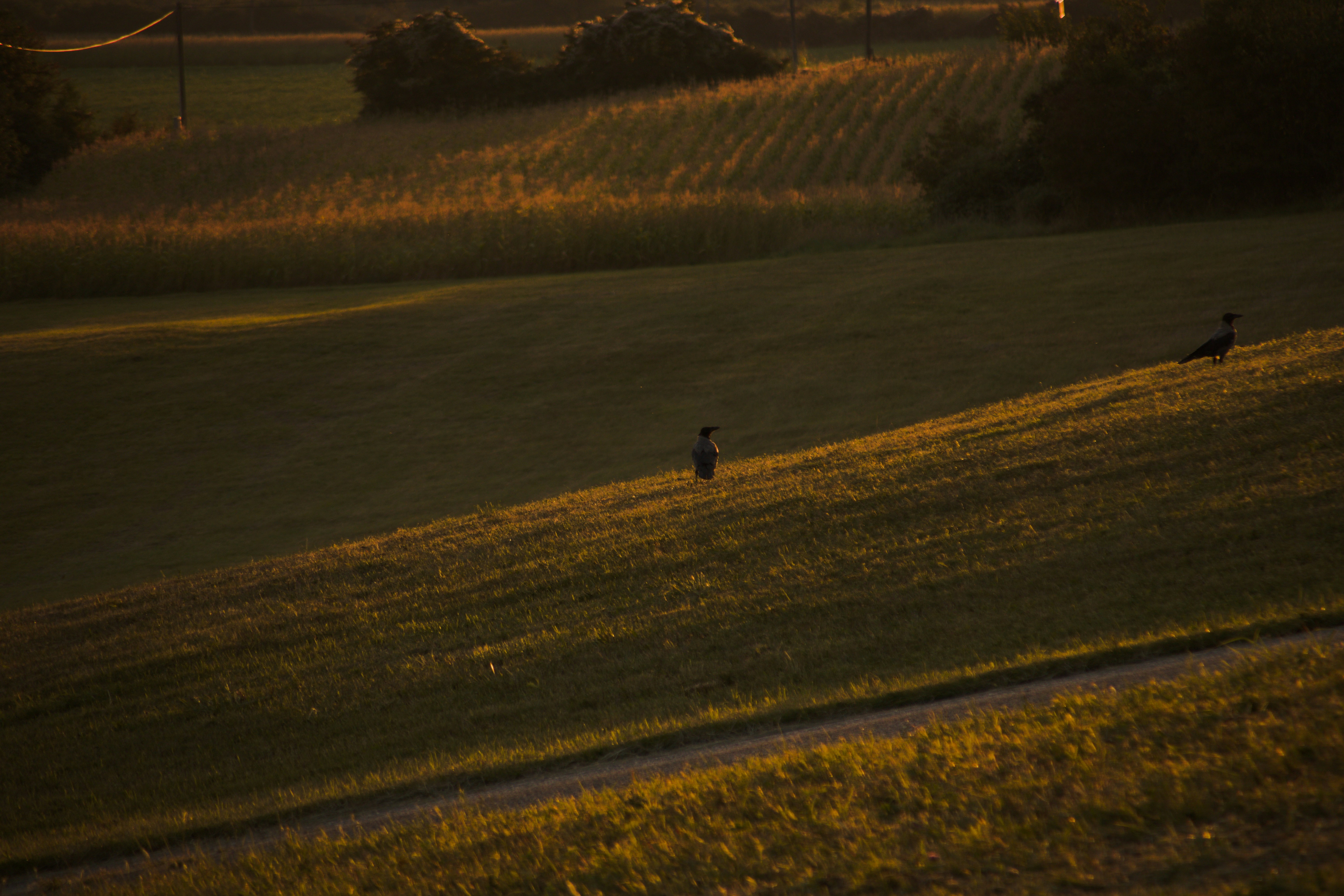 a couple of birds standing on top of a lush green field