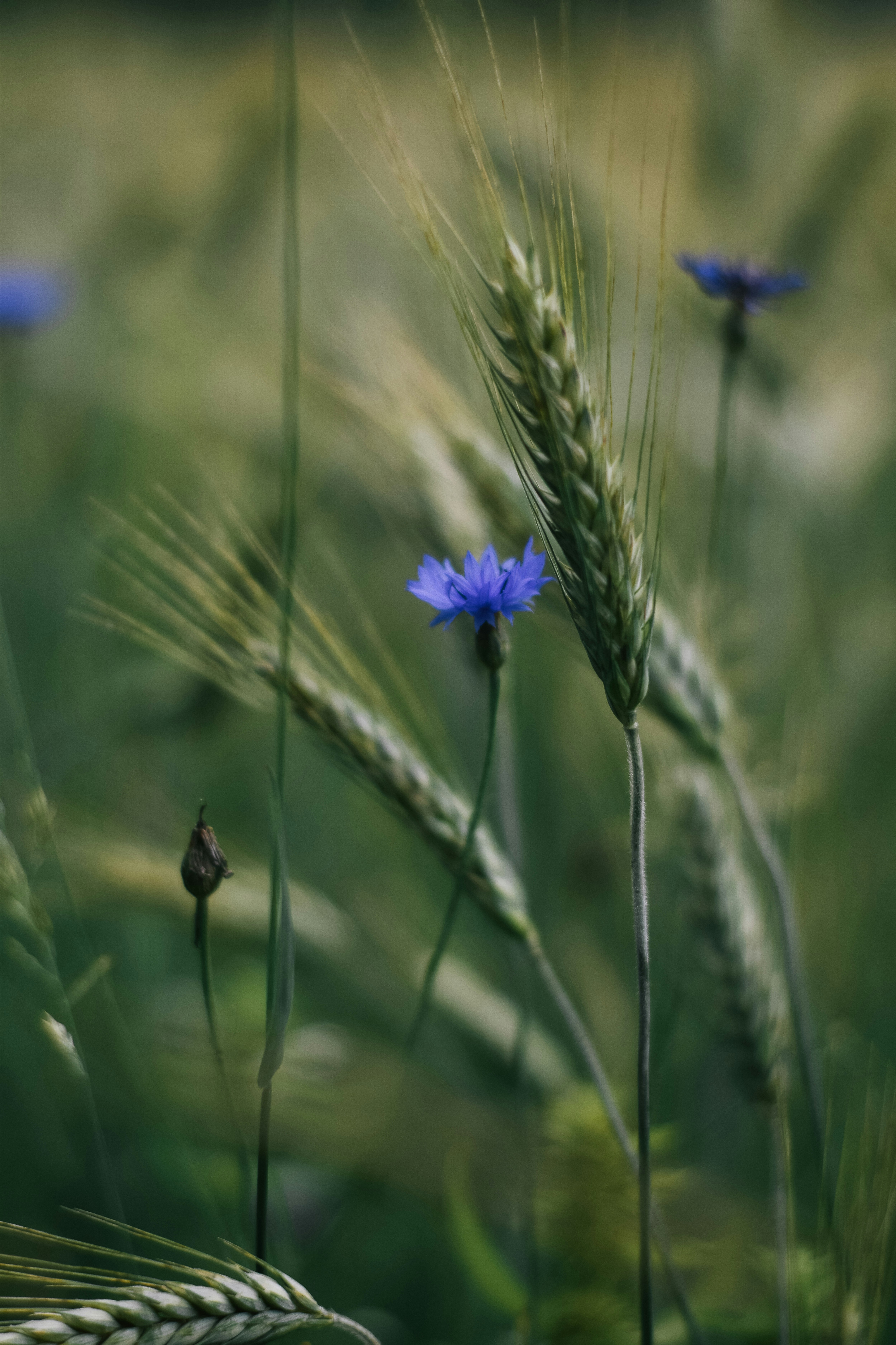 Vibrant blue flower stands out amidst swaying green wheat stalks, capturing the essence of a serene field in bloom.