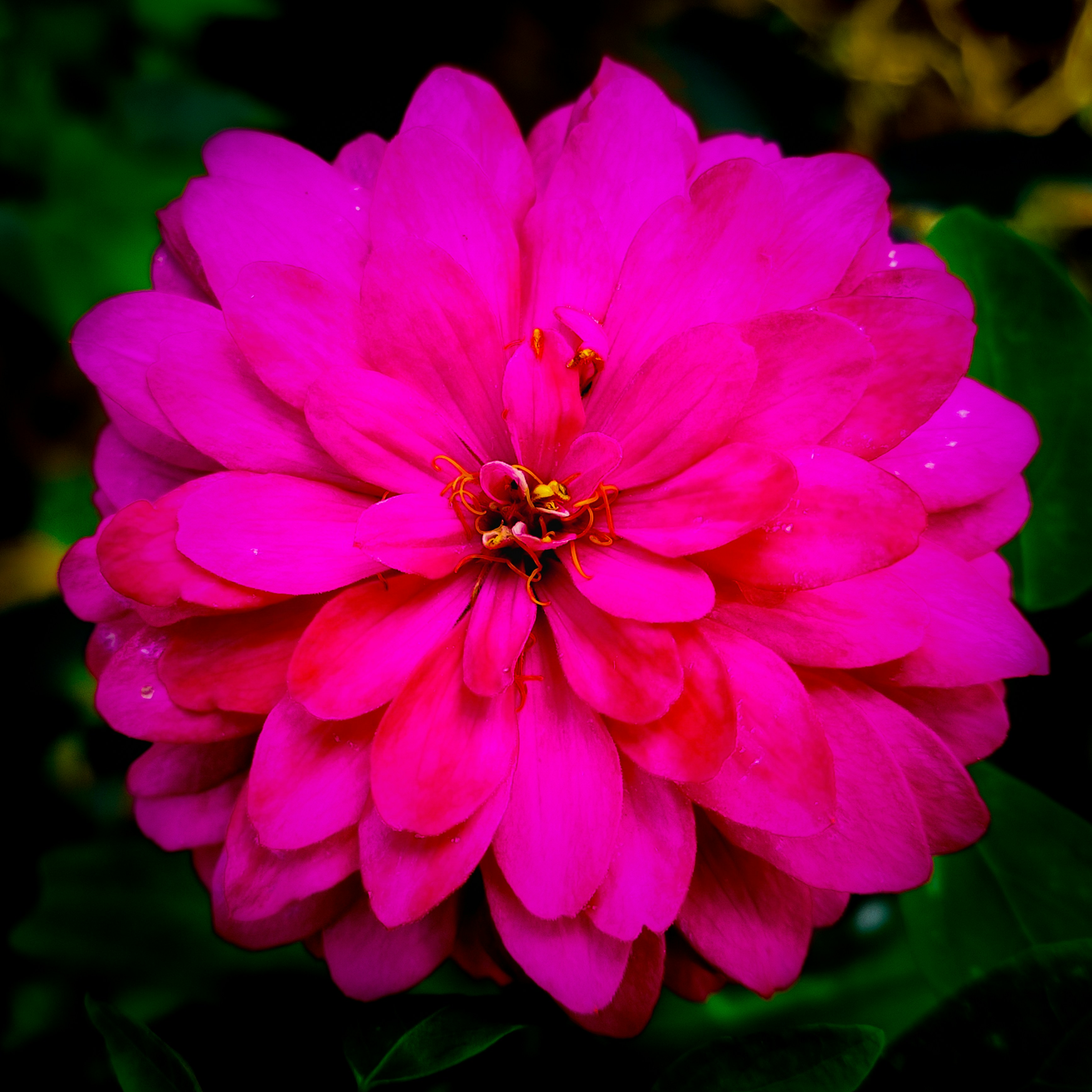 Close-up of a vivid pink flower showcasing intricate petal layers and delicate droplets of water. The lush green backdrop enhances its striking appearance.