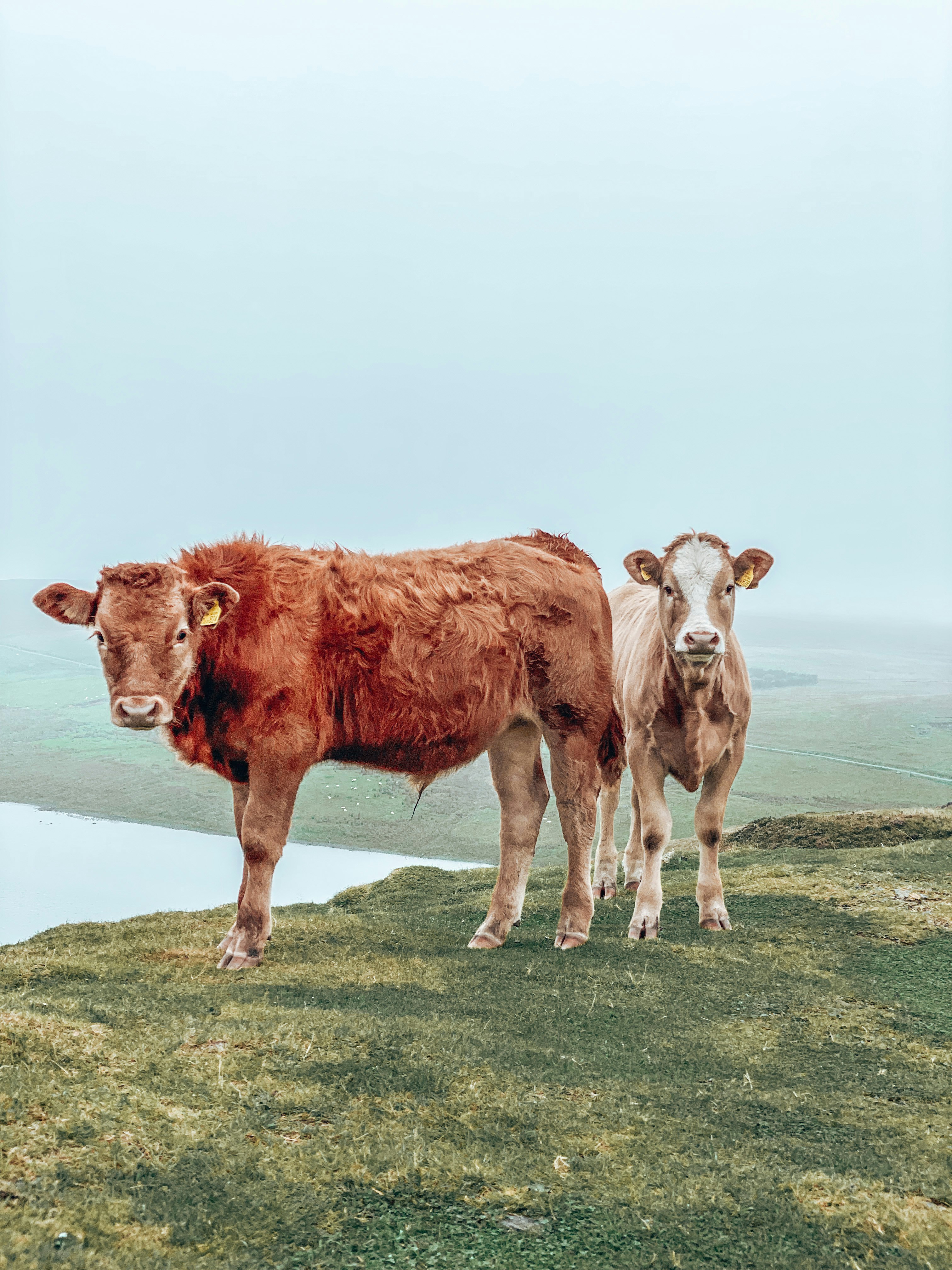 Fog-Washed Moor Duo: Cattle on a Quiet Ridge