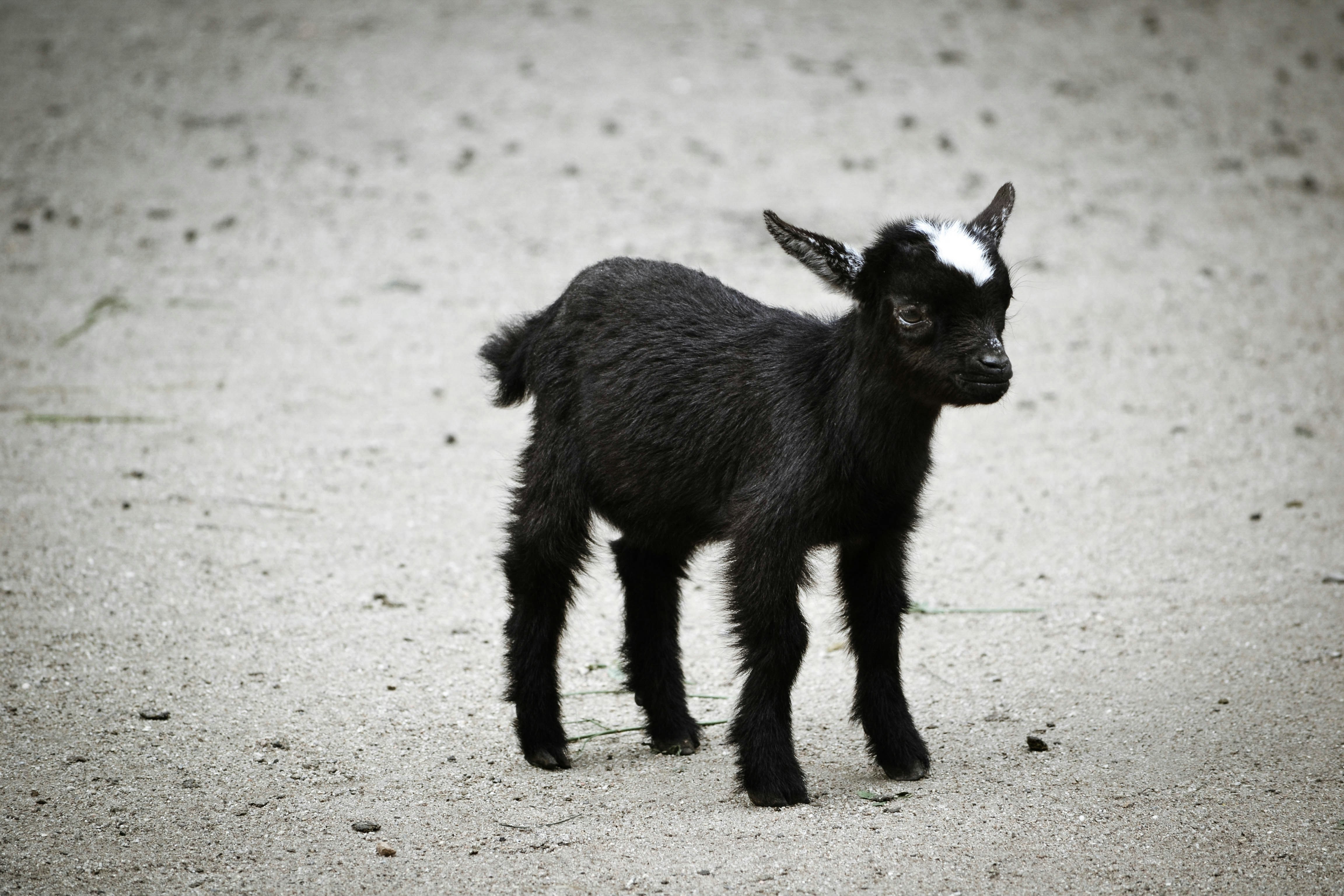 A small black goat standing on top of a dirt field photo – Free Animal ...