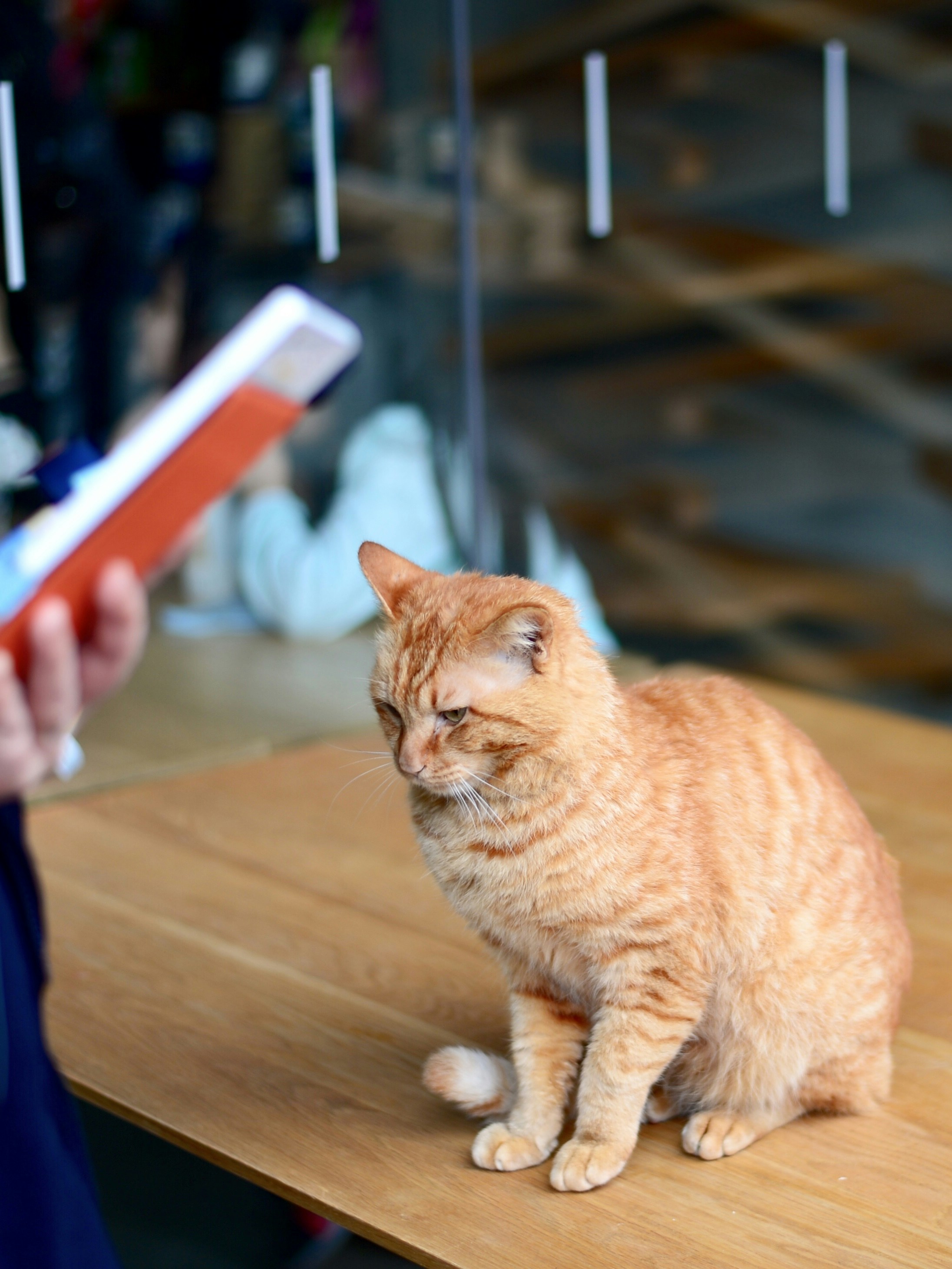 Orange Cat on a Wooden Table, Awaiting Caption
