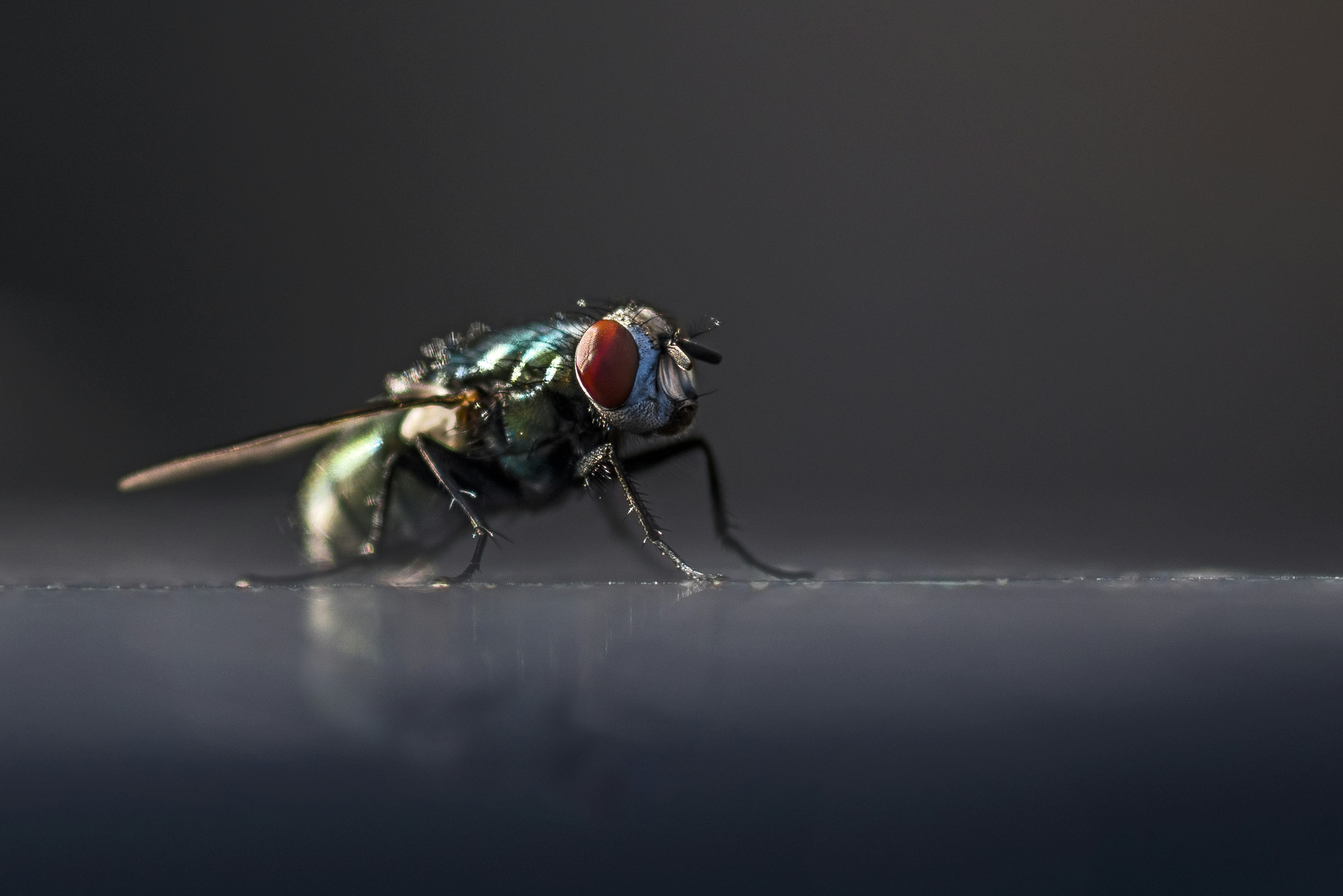 A close up of a fly on a table photo – Free Insect Image on Unsplash
