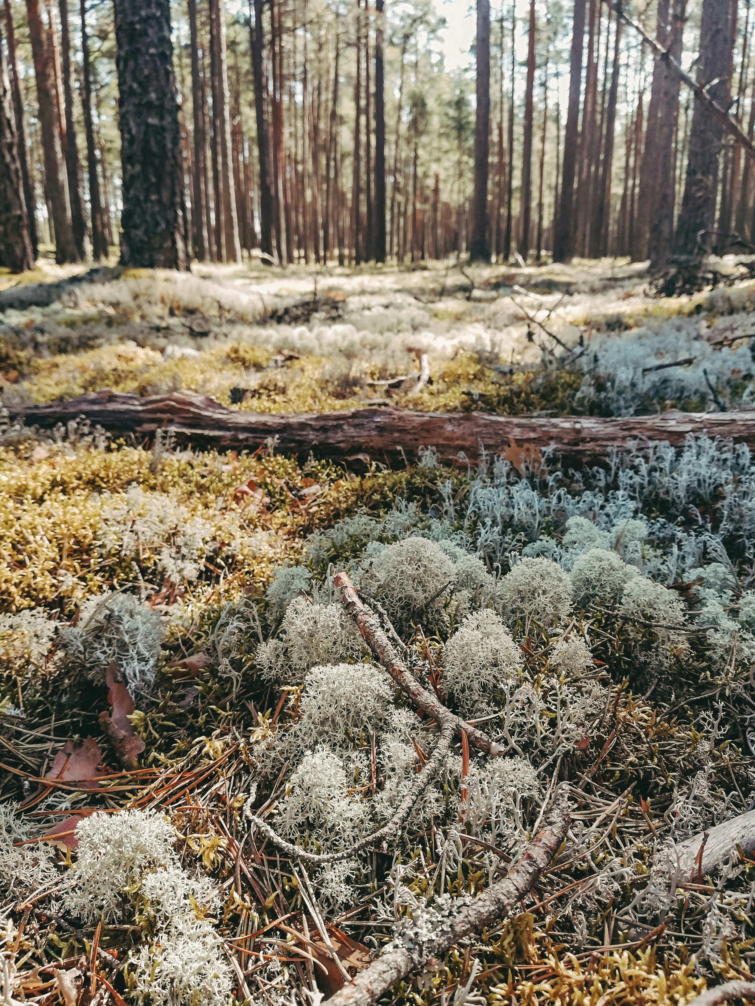 Moss and Log: Quiet Geometry of a Pine Forest Floor