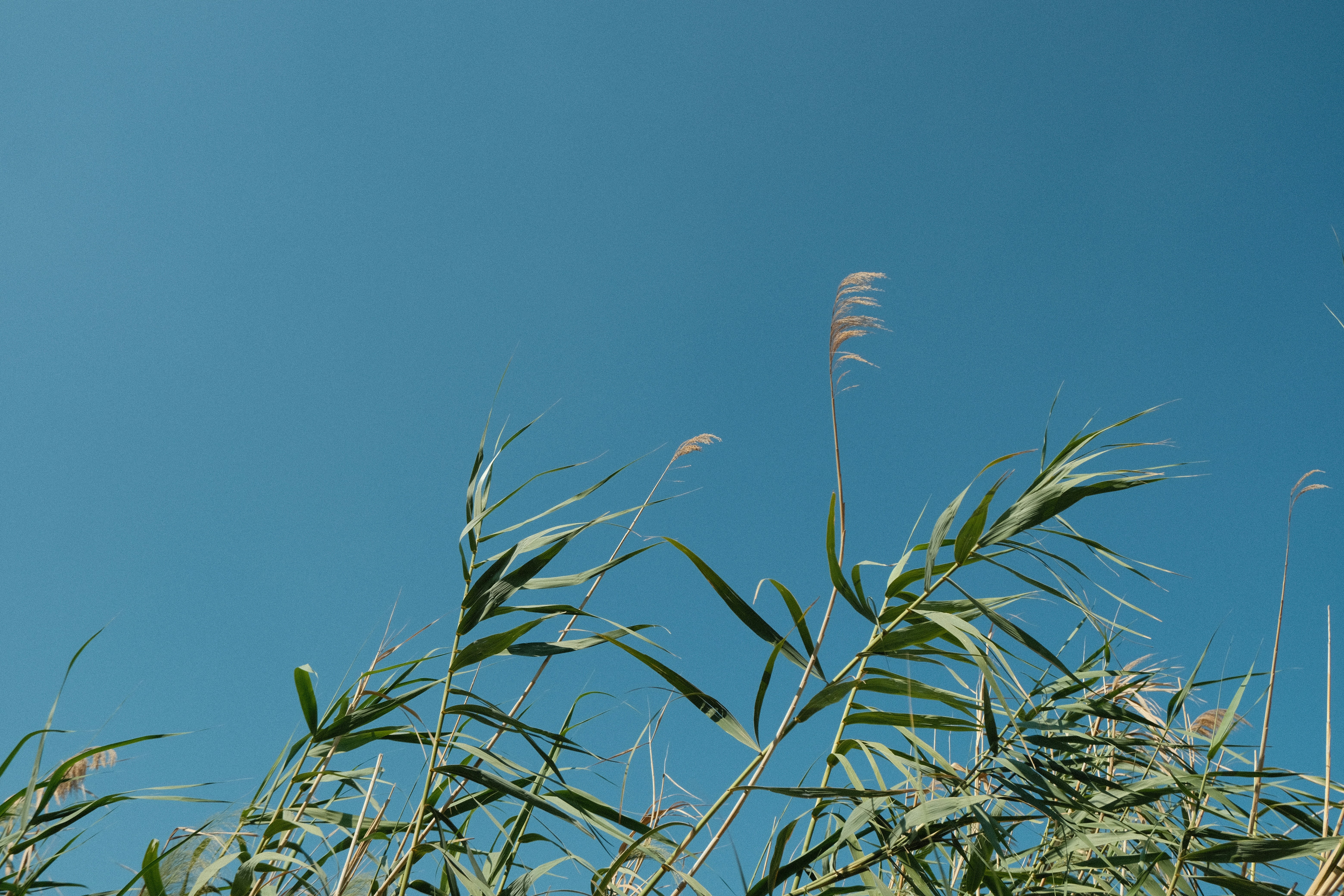 Tall reeds swaying gently against a clear blue sky, capturing the essence of nature's tranquility.