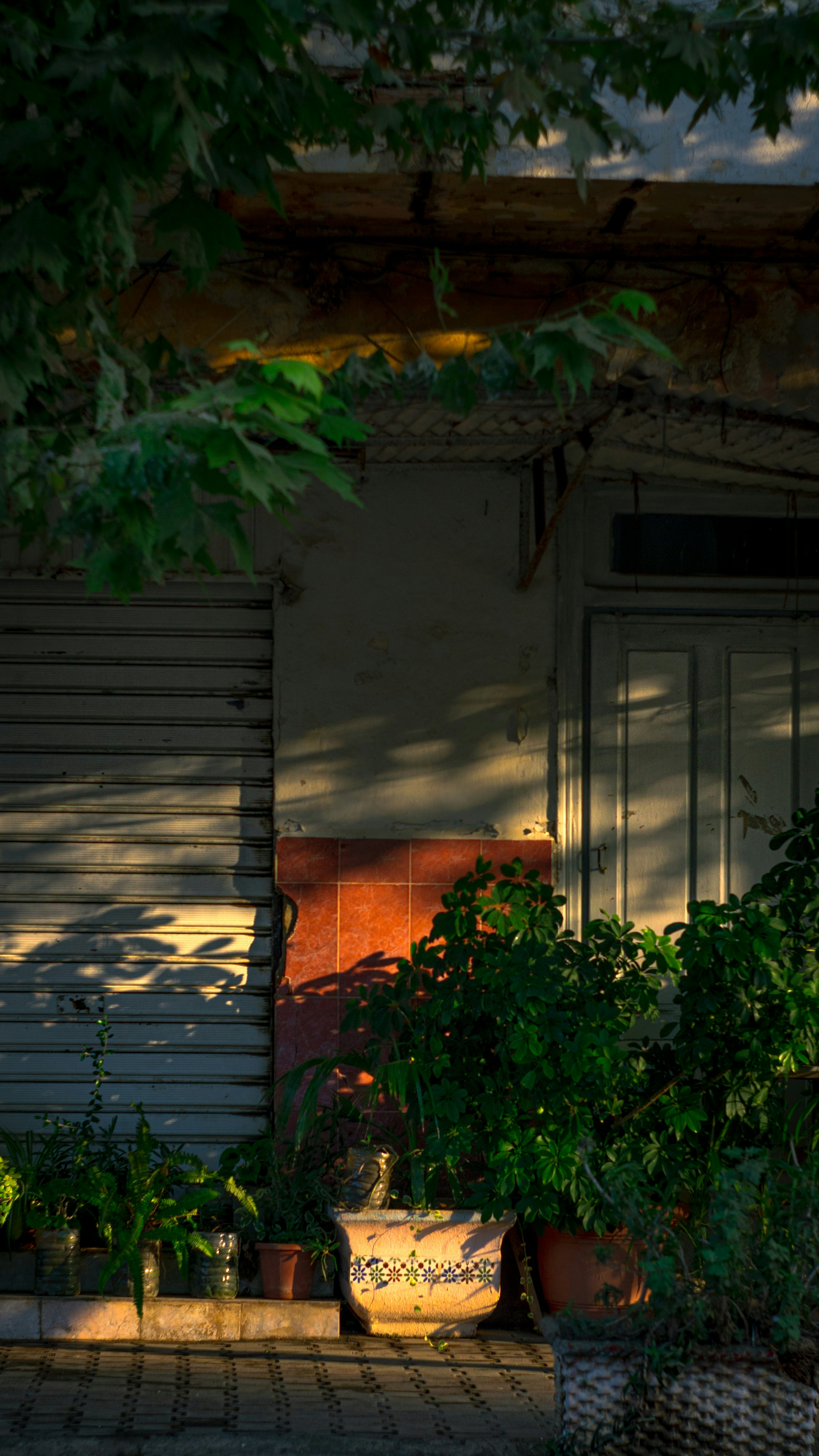 Sunlight filters through foliage, casting intricate shadows on a quaint storefront adorned with potted plants. The scene captures a serene blend of nature and urban life.
