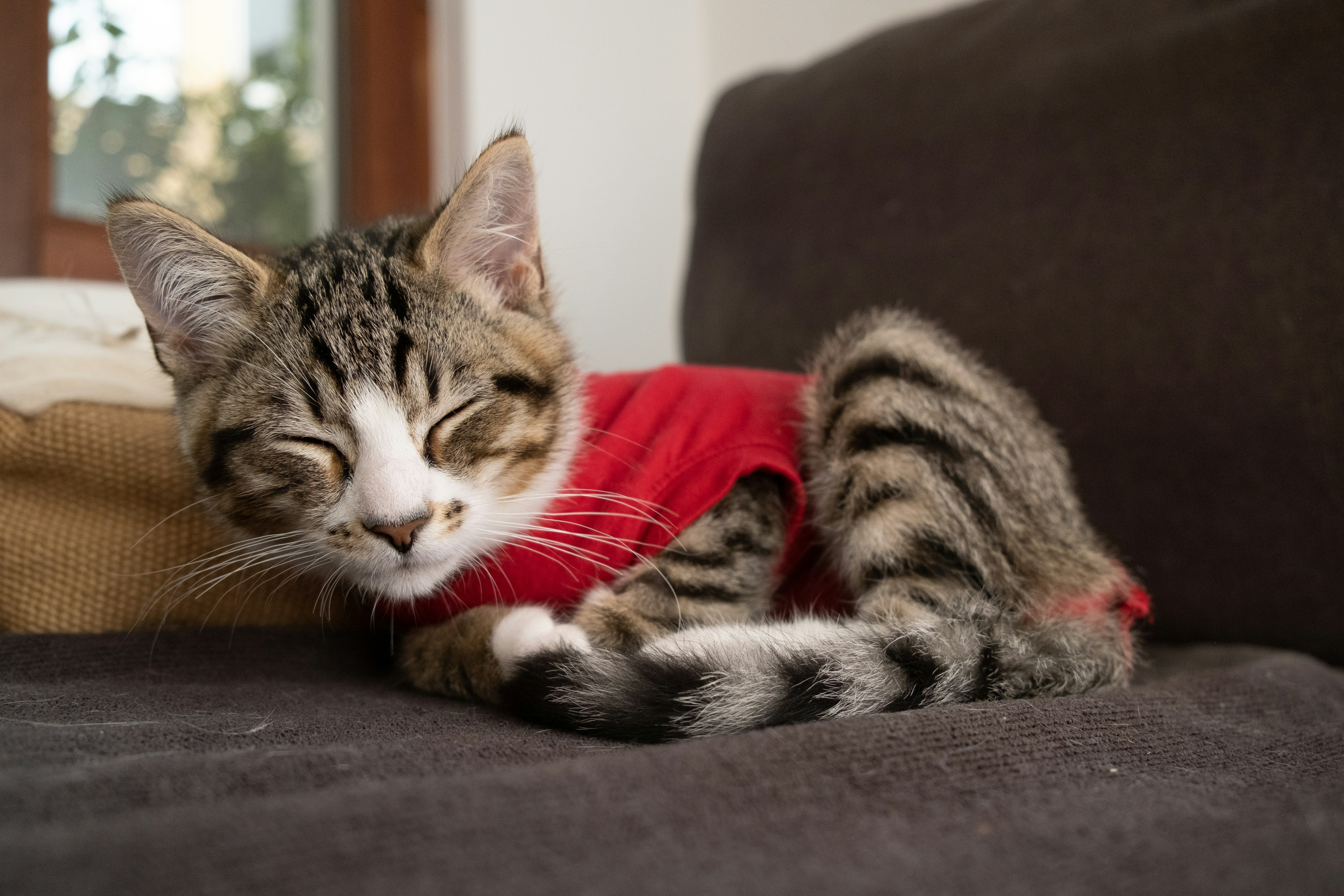 Nap-Time on a Sofa: Tabby in a Red Sweater