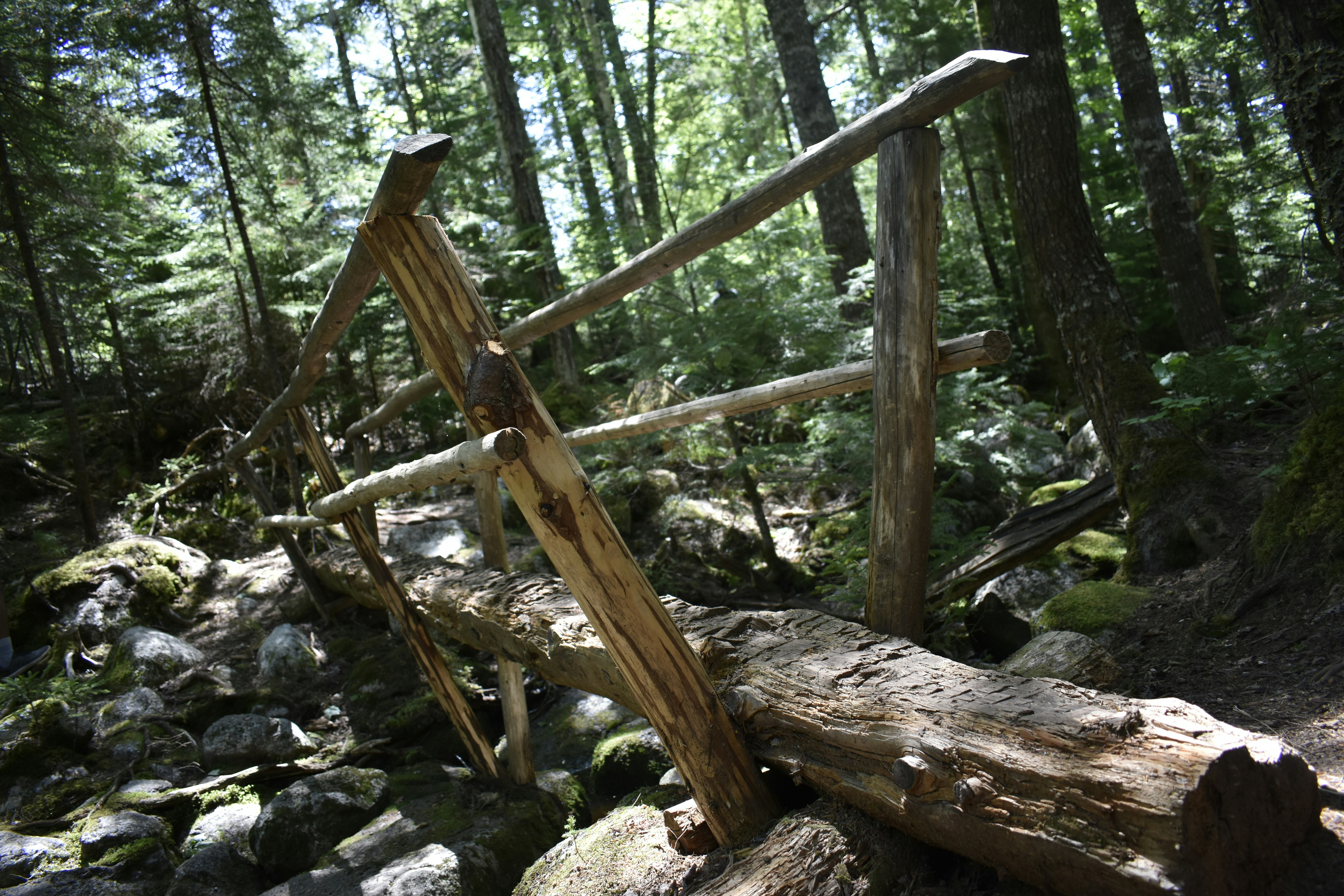 Weathered Timber Bridge Across a Mossy Forest Creek