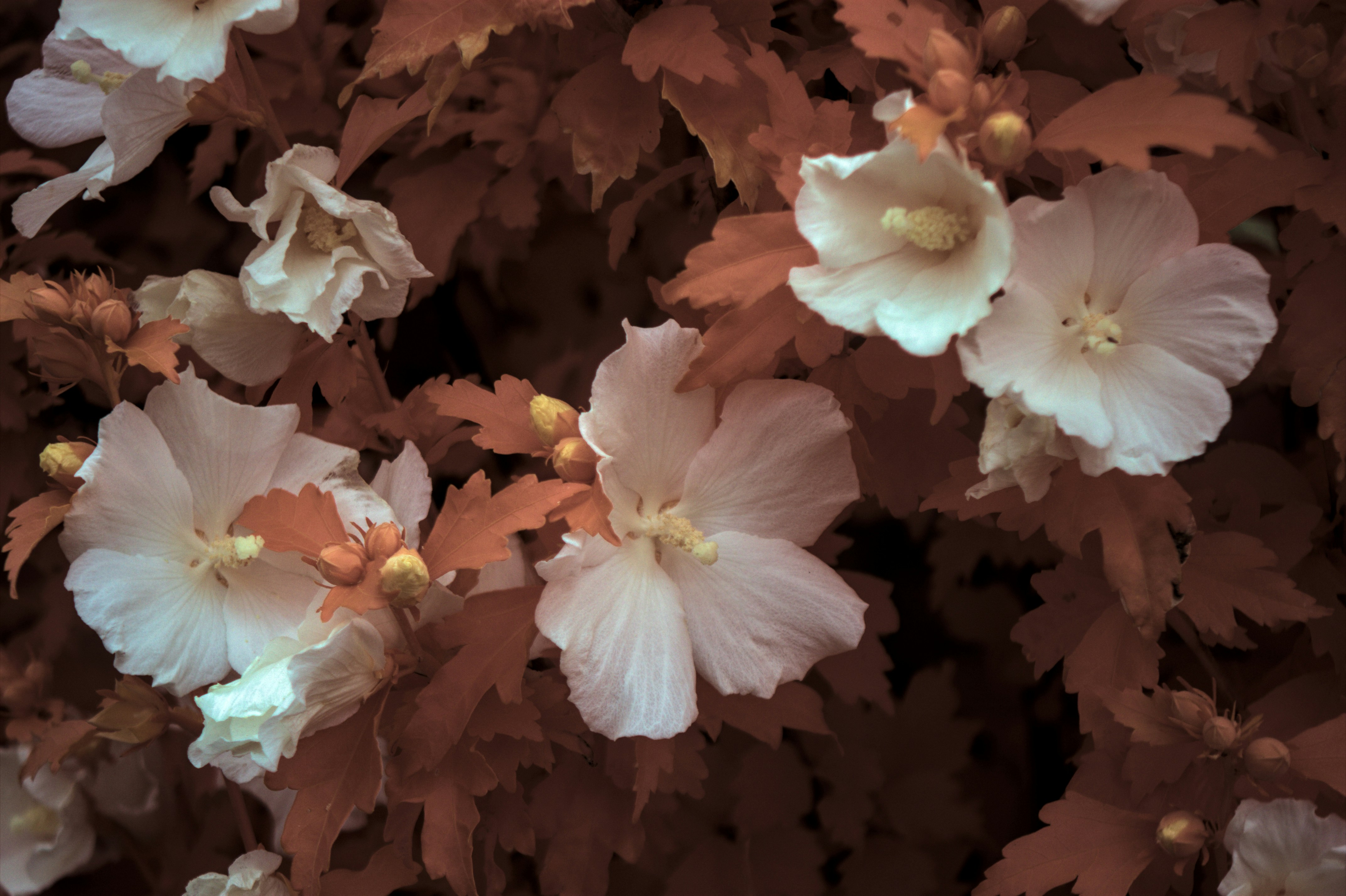 Ivory Five-Petal Blooms Surrounded by Velvet Burgundy Foliage